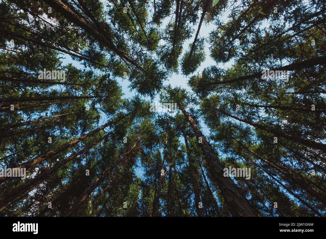A low angle shot of the pine trees in a forest Stock Photo - Alamy