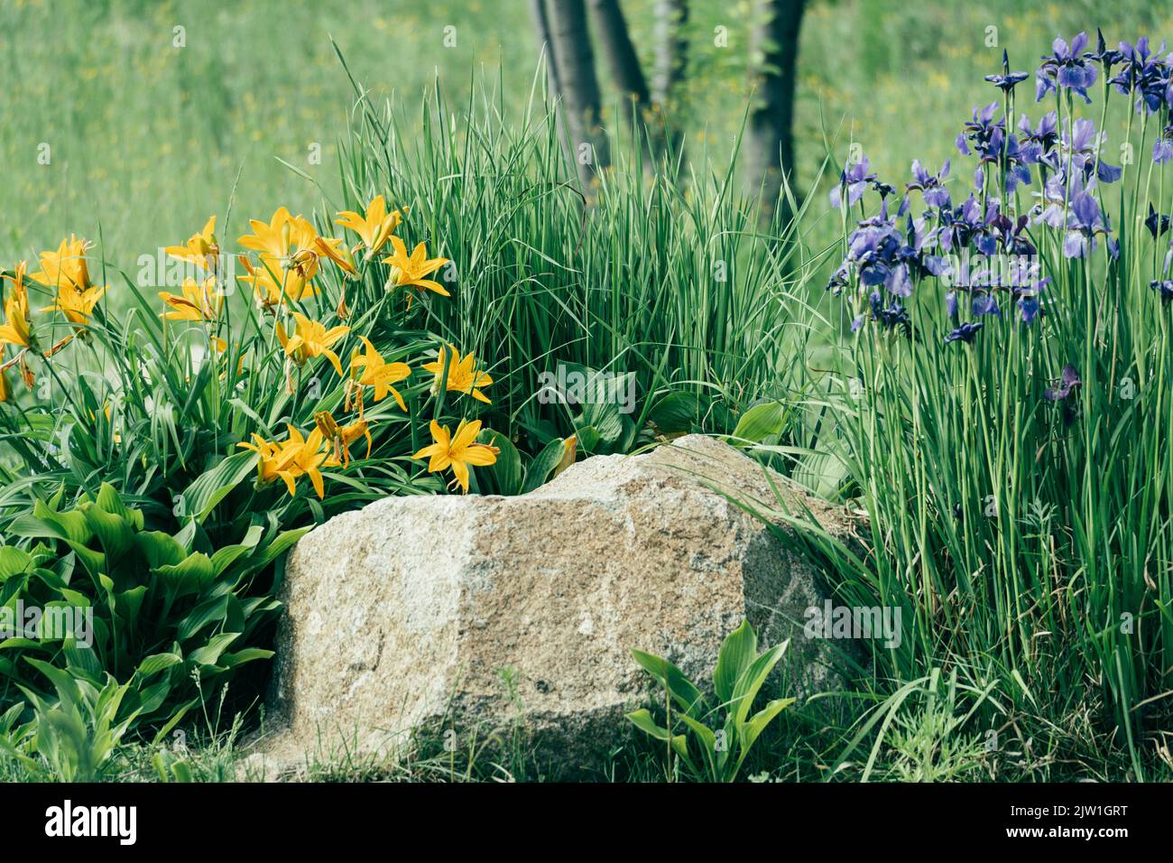 A closeup shot of yellow and purple flowers growing in a garden Stock ...