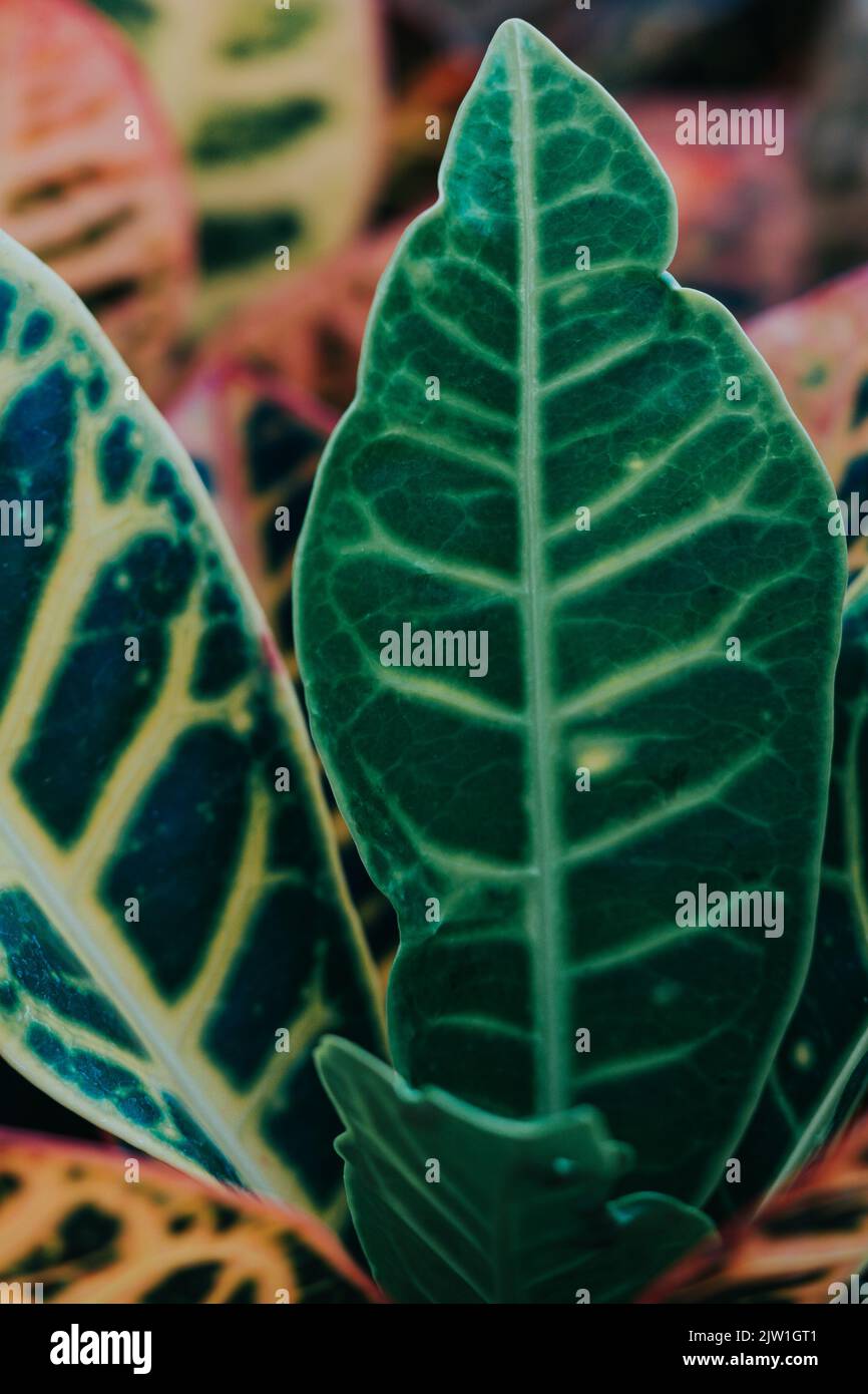 A vertical shot of the veins on tree leaves Stock Photo - Alamy