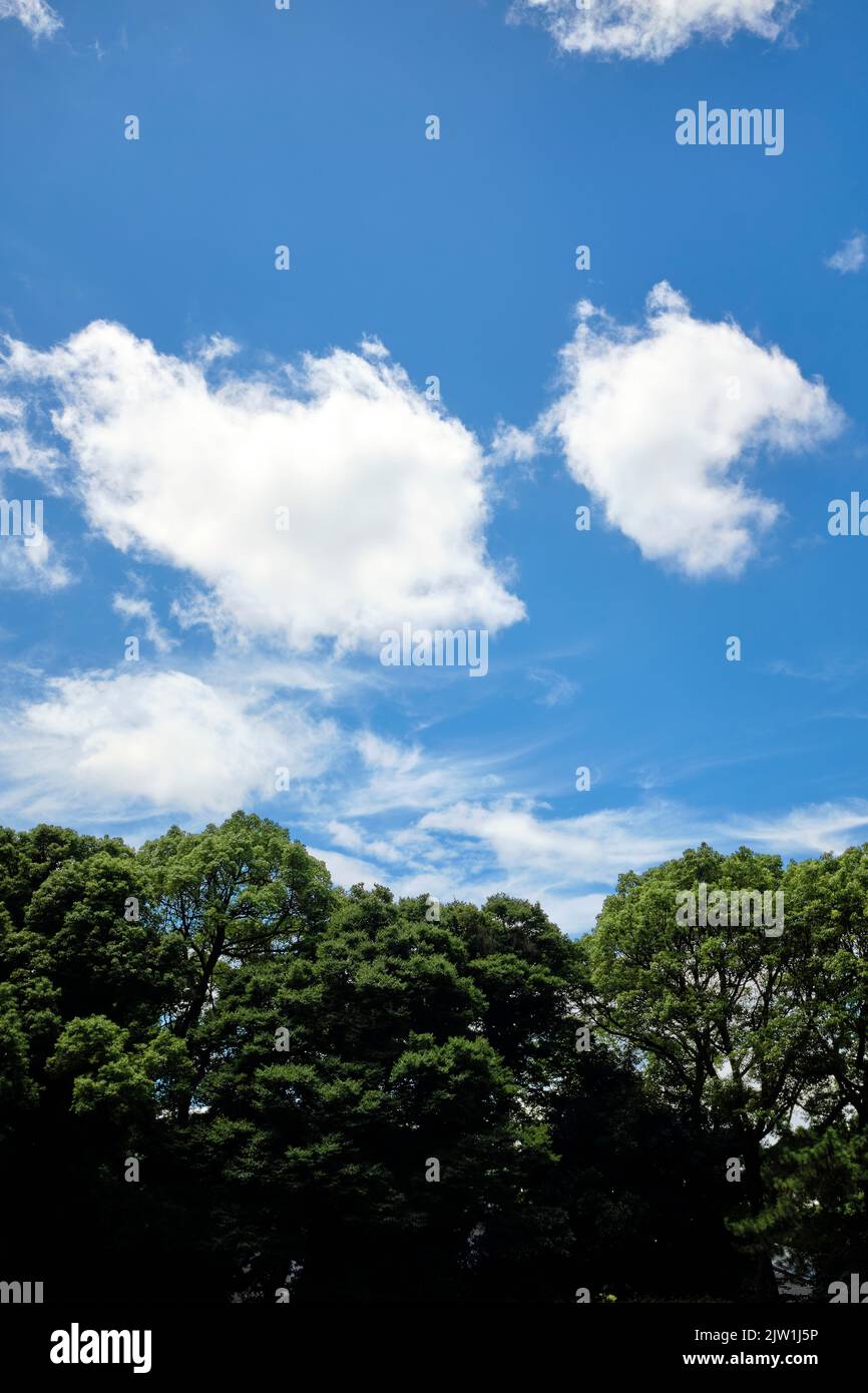 Minimalist Cloudy Sky with Green Trees Stock Photo - Alamy