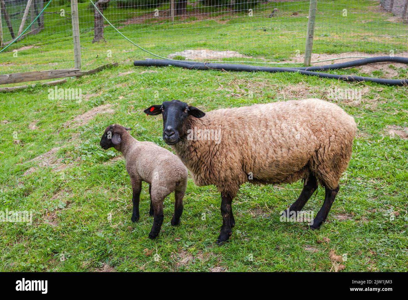 Livestock at a CA ranch where two sheep stand in the green grass Stock ...