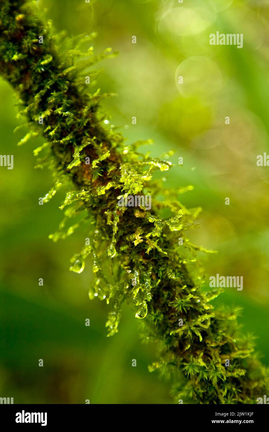 Cloud Forest in Costa Rica with over grown branch with green growth ...