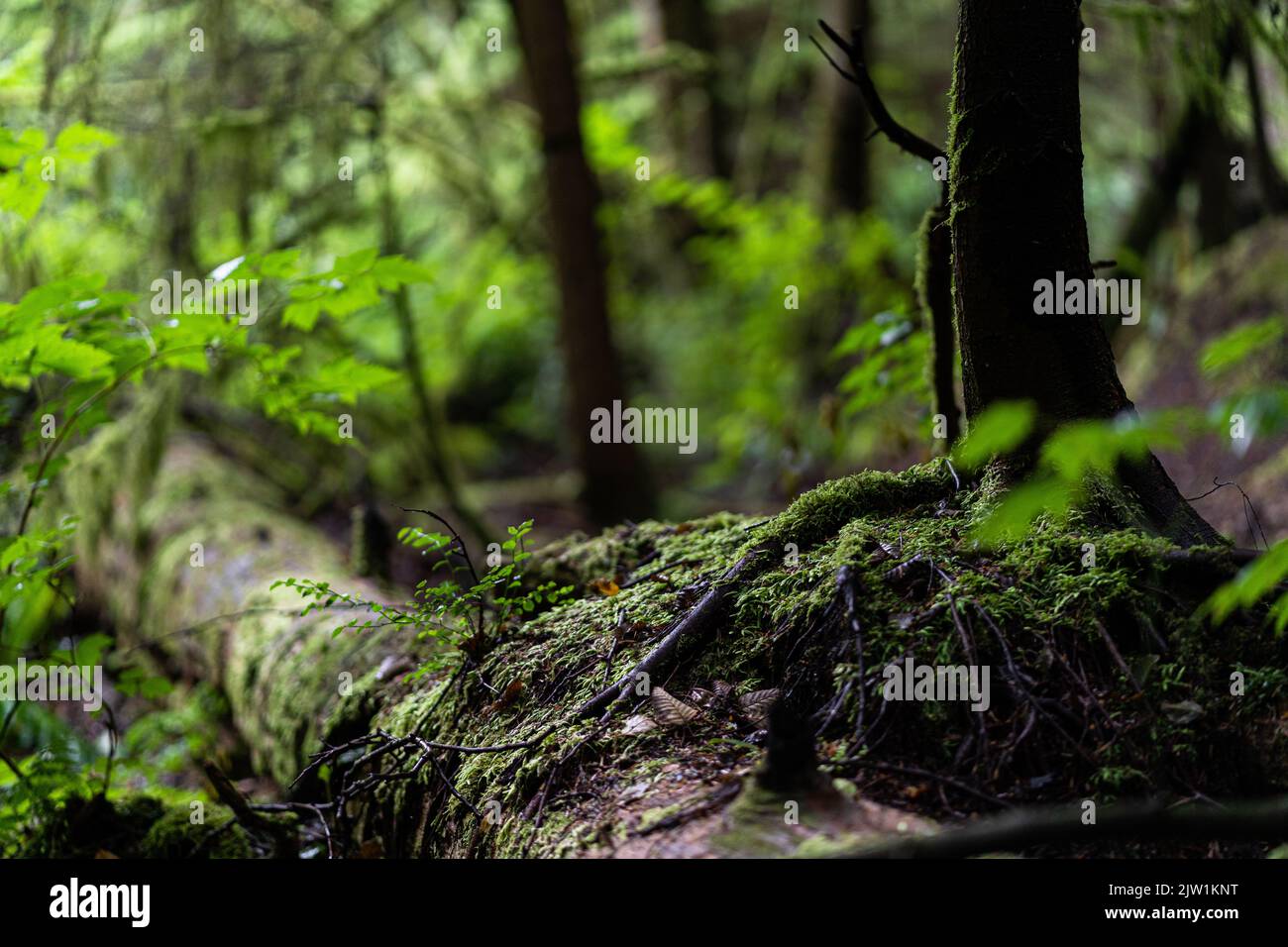 Fallen Tree Moss Covered Forest Spring Hike Stock Photo - Alamy