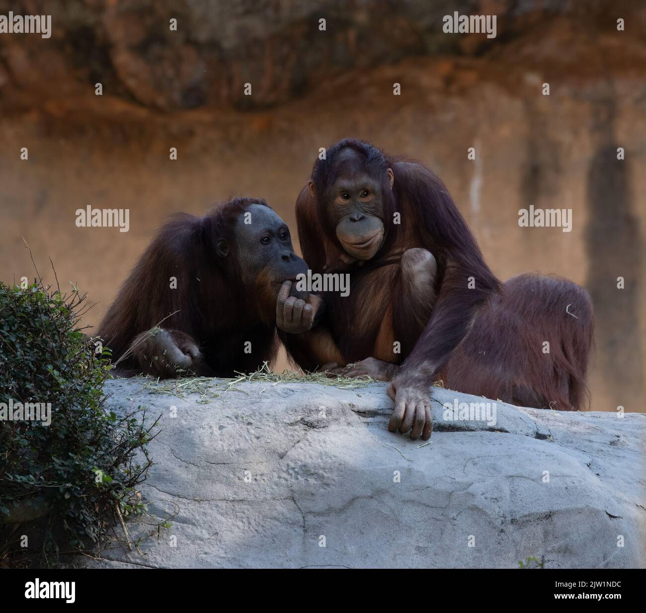 A couple of orangutans talking at the Atlanta Zoo Stock Photo - Alamy