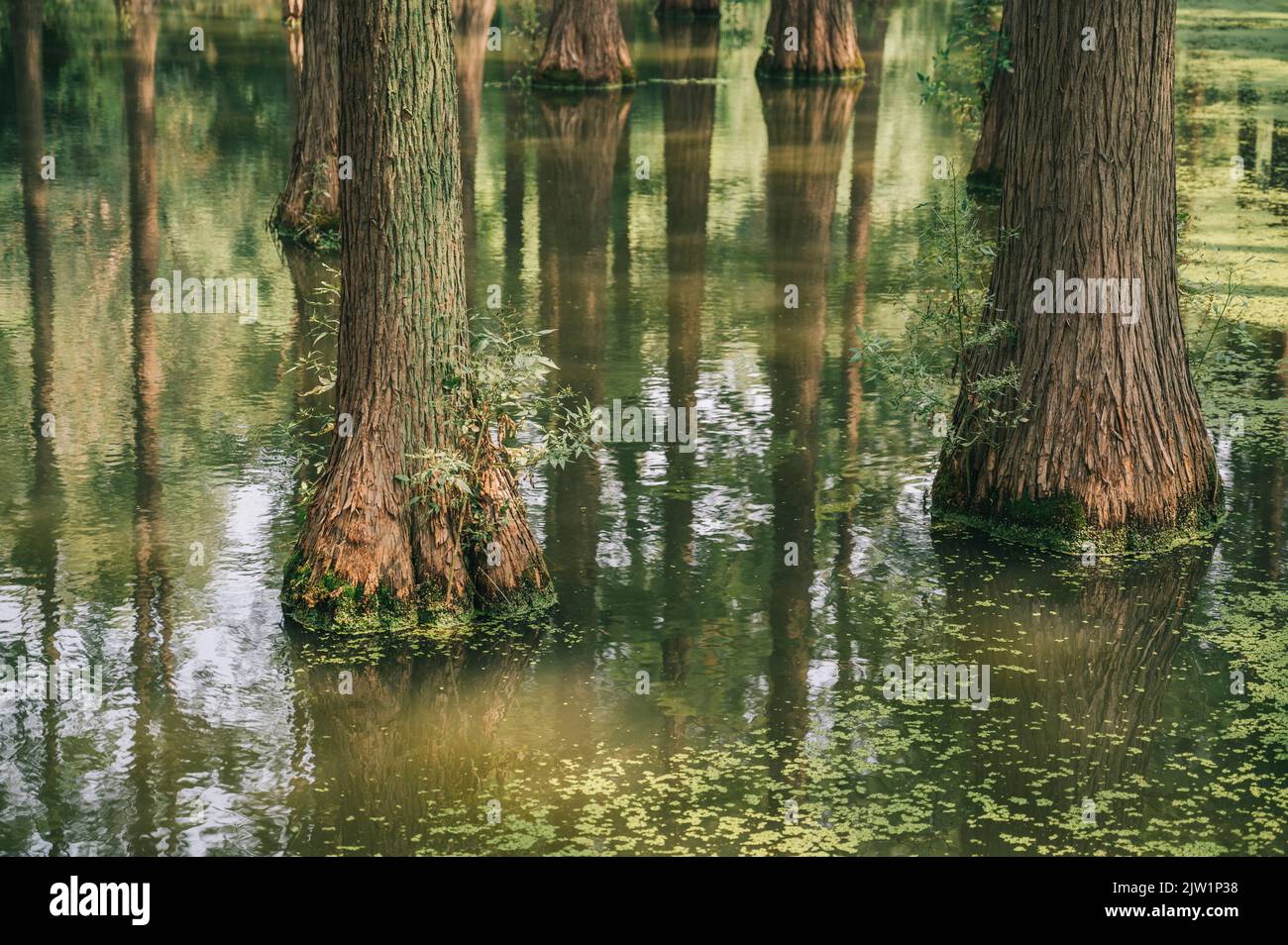 YANGZHOU, CHINA - SEPTEMBER 1, 2022 - Duckweed on water at Luyang Lake ...