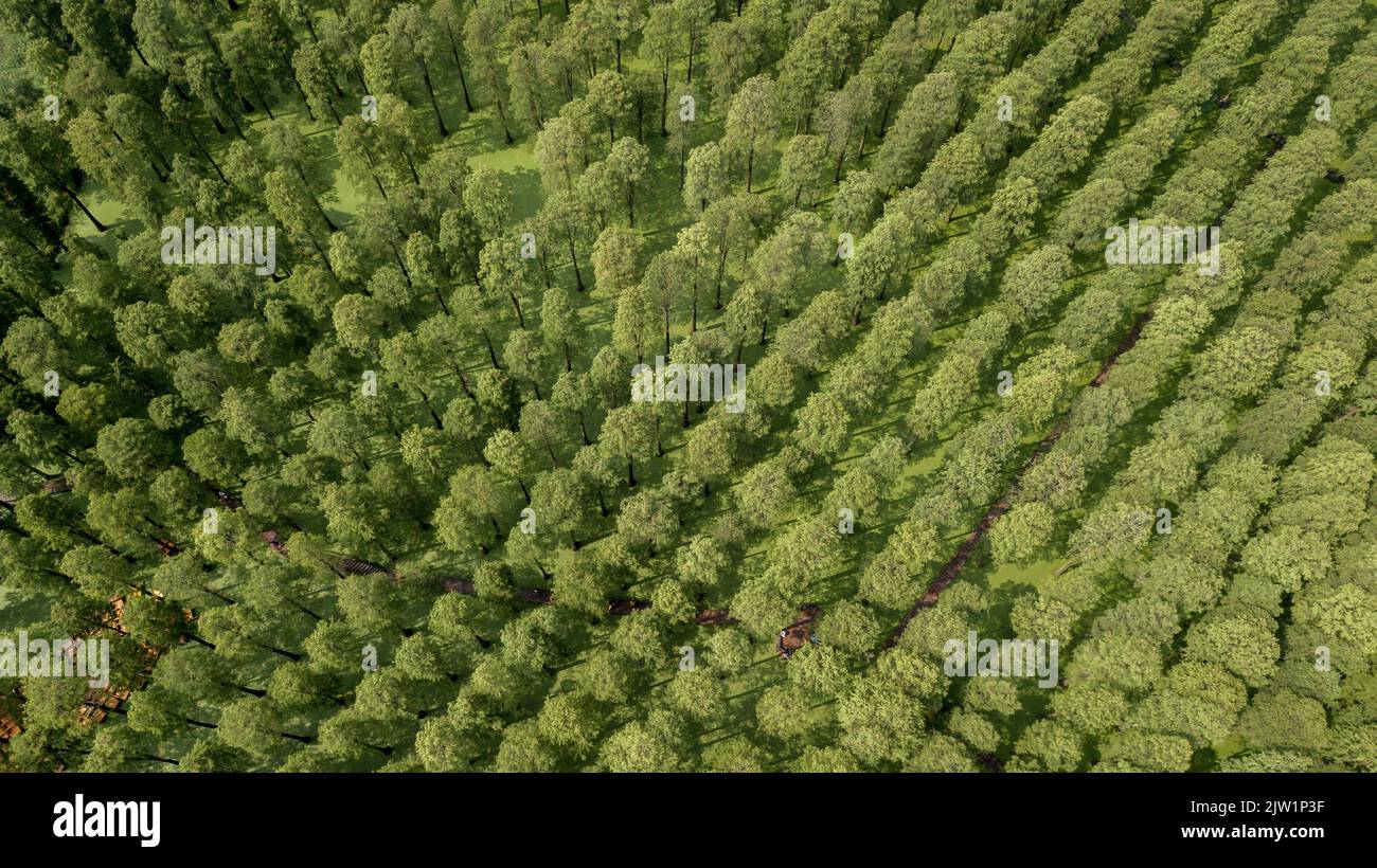 YANGZHOU, CHINA - SEPTEMBER 1, 2022 - An aerial photo shows Luyang Lake ...