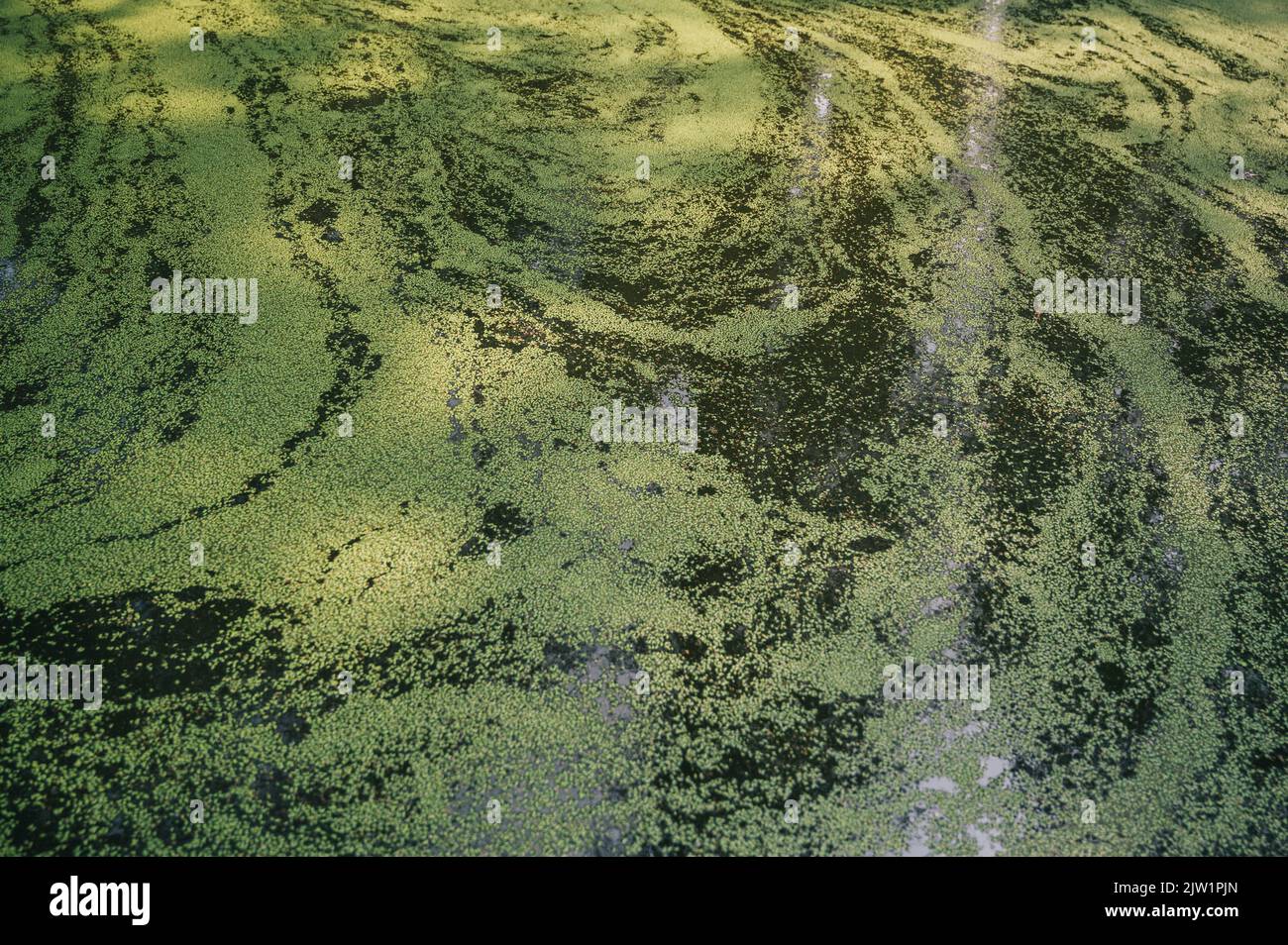 YANGZHOU, CHINA - SEPTEMBER 1, 2022 - Duckweed on water at Luyang Lake ...