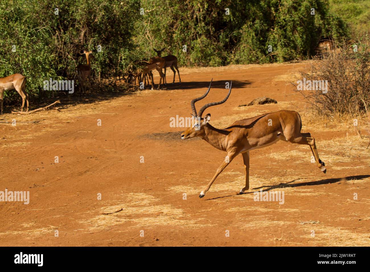 Running impala hi-res stock photography and images - Alamy