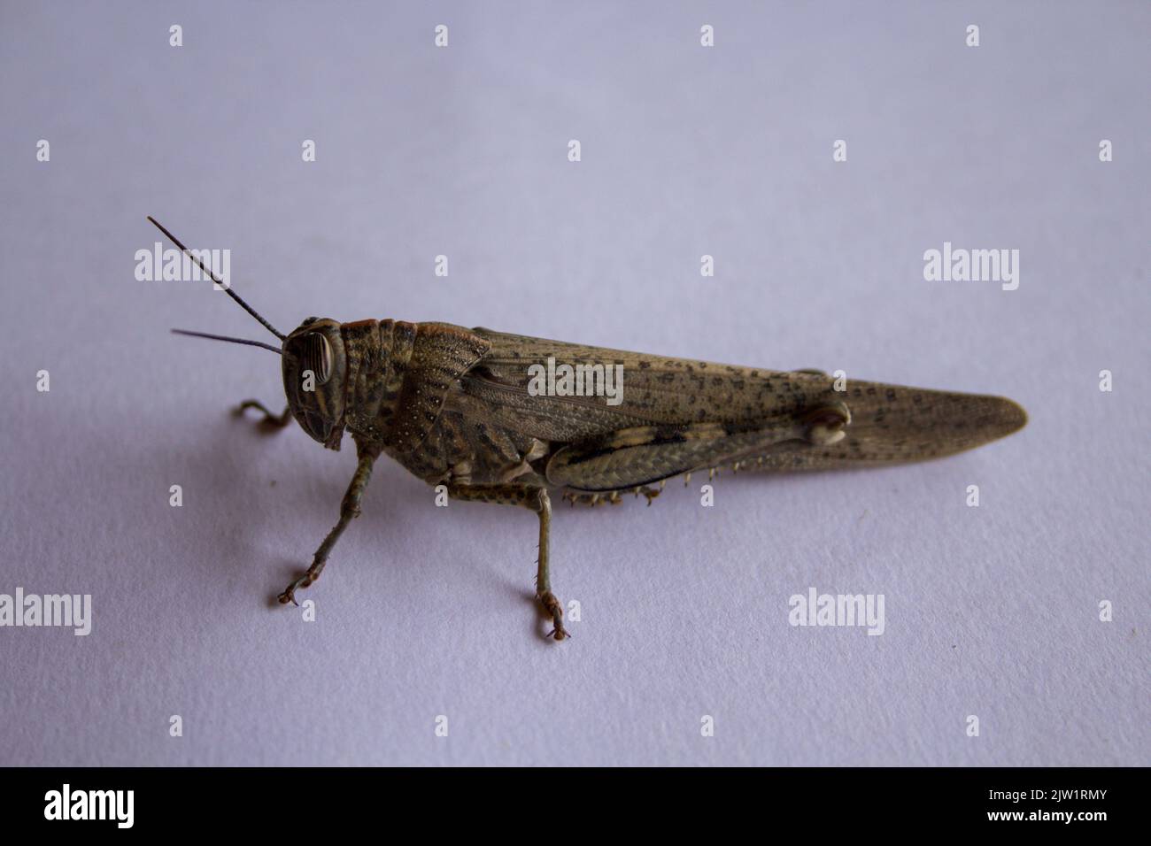 Close-up image of a large grasshopper against a white background ...