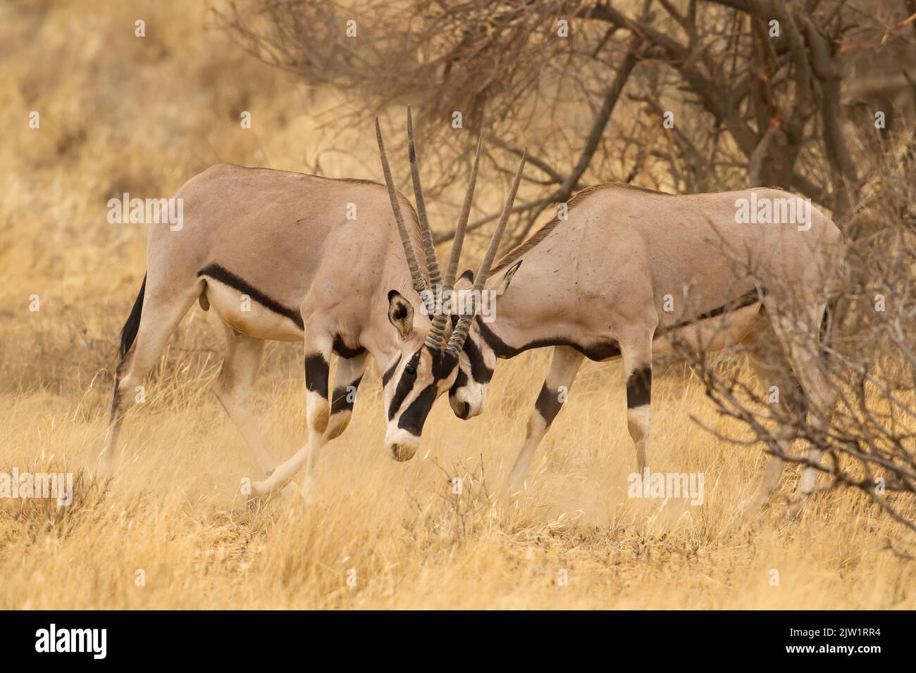 East African, or Beisa, Oryx (Oryx beisa) fighting Stock Photo - Alamy