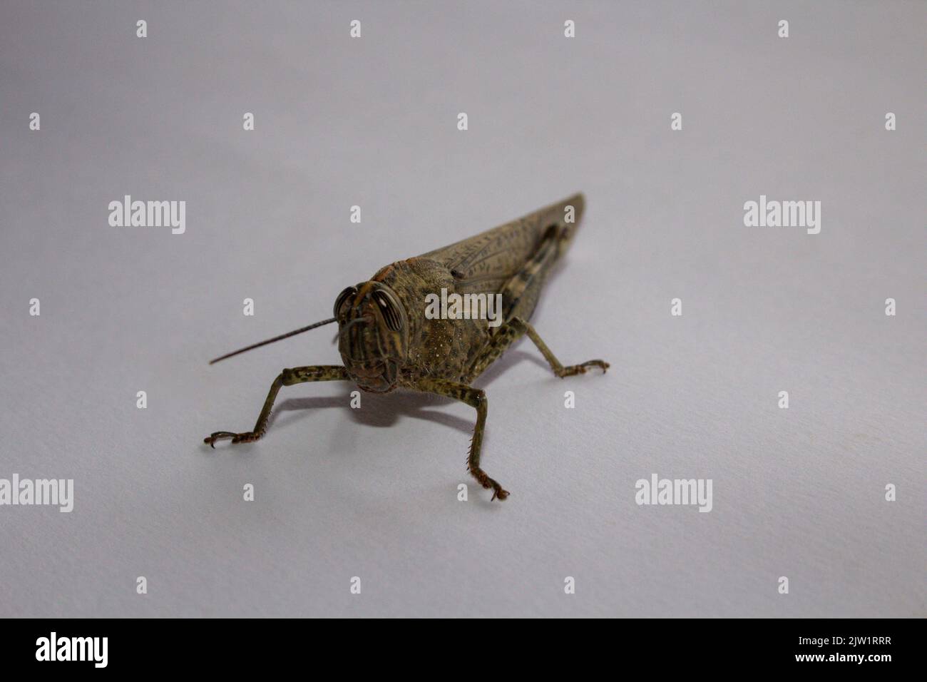 Close-up image of a large grasshopper against a white background ...