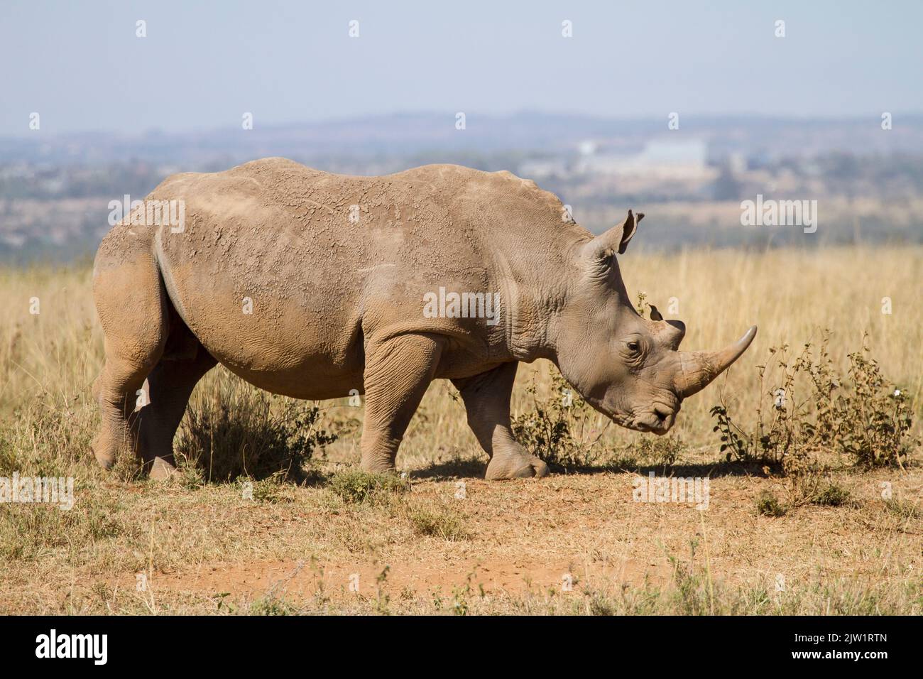 Nairobi national park buildings rhino hi-res stock photography and ...