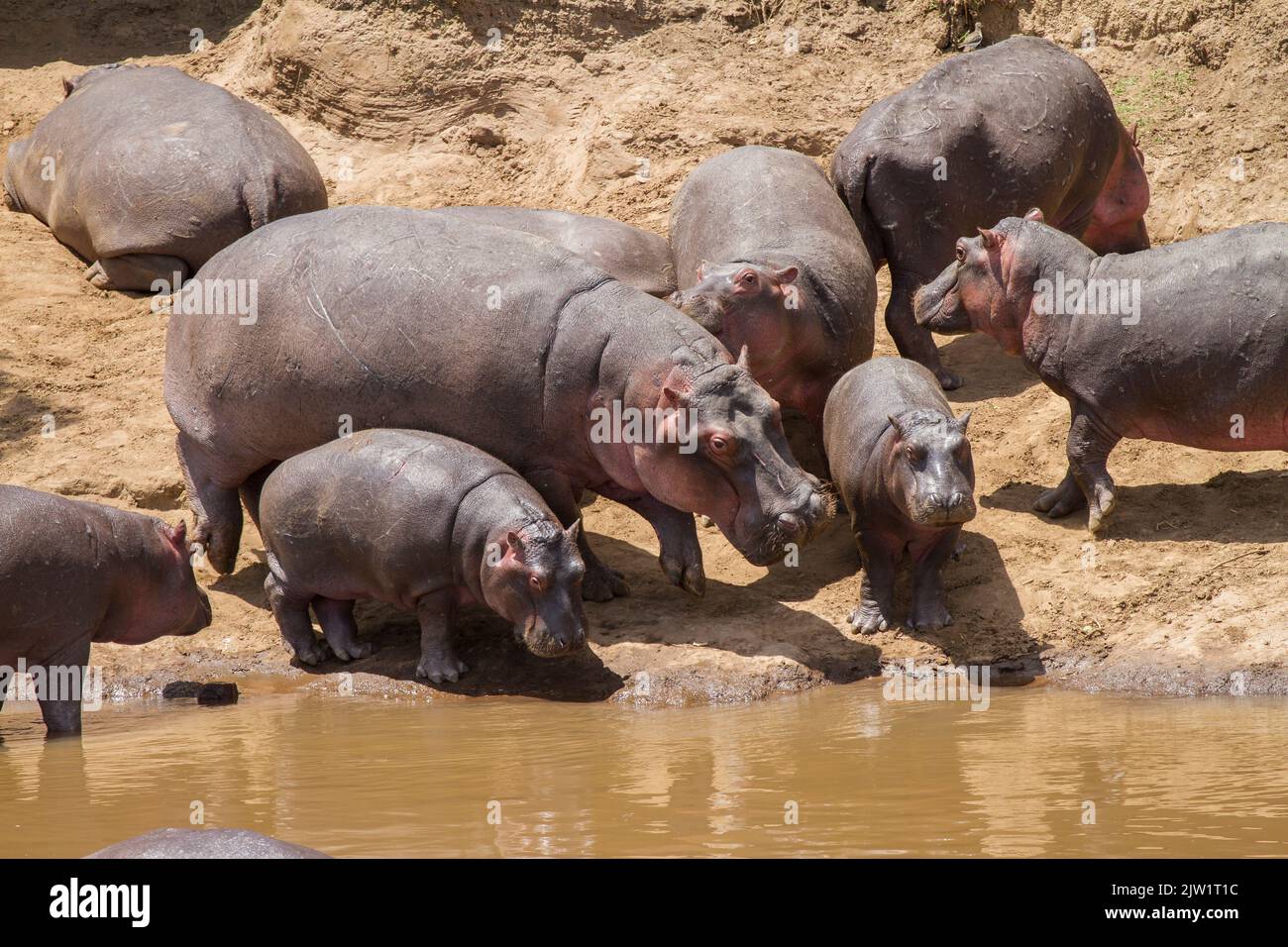 Hippopotamus (hippopotamus amphibius) family by a river bank Stock ...