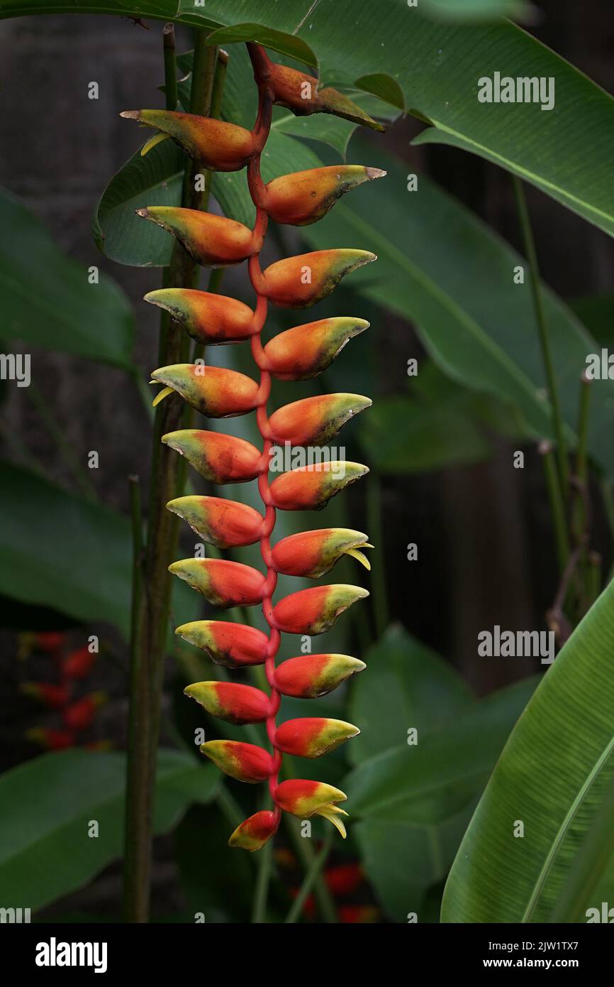 Heliconia banana hi-res stock photography and images - Alamy