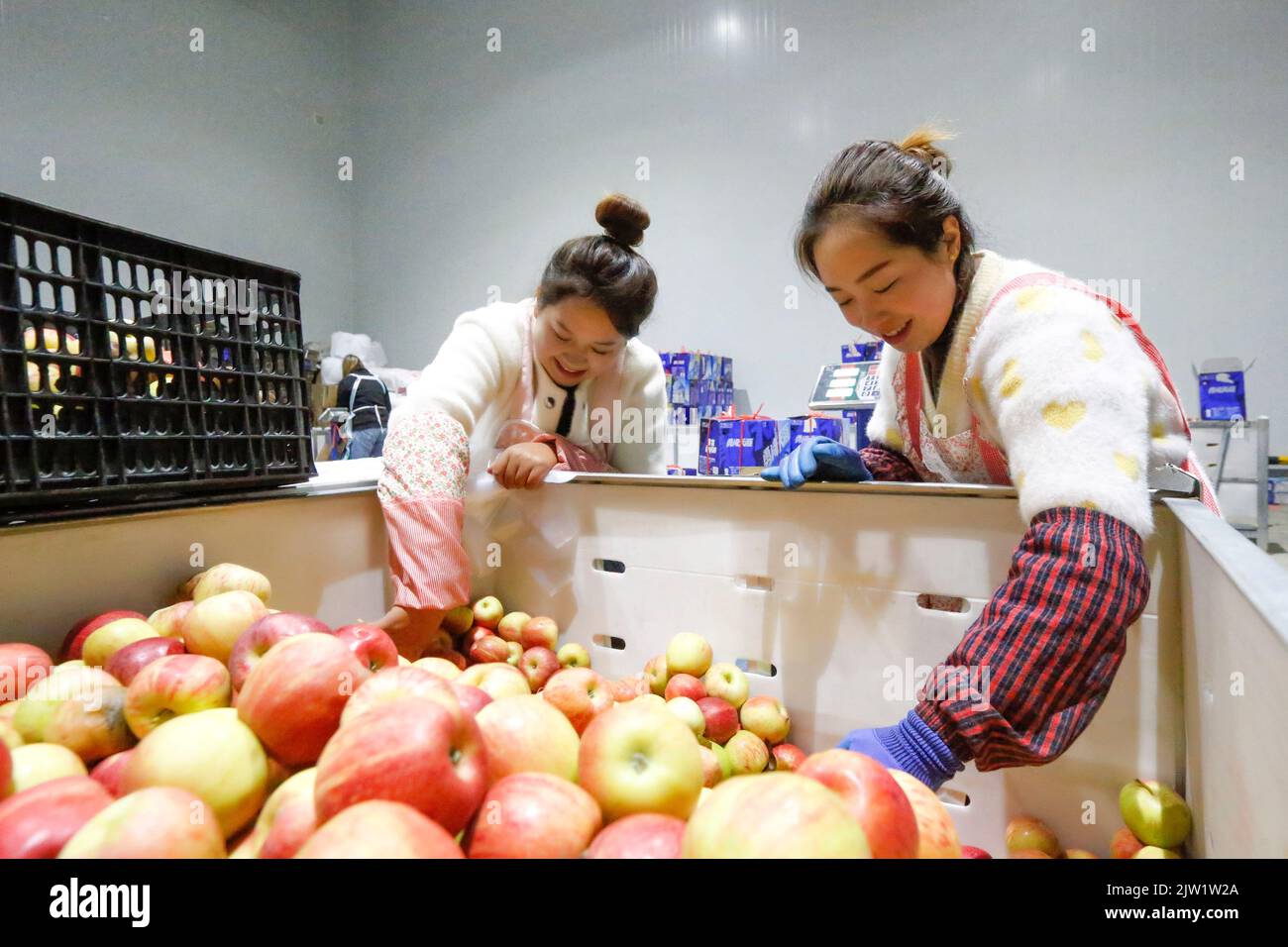 WEINING, CHINA - SEPTEMBER 2, 2022 - Two trucks load "Weining apples ...