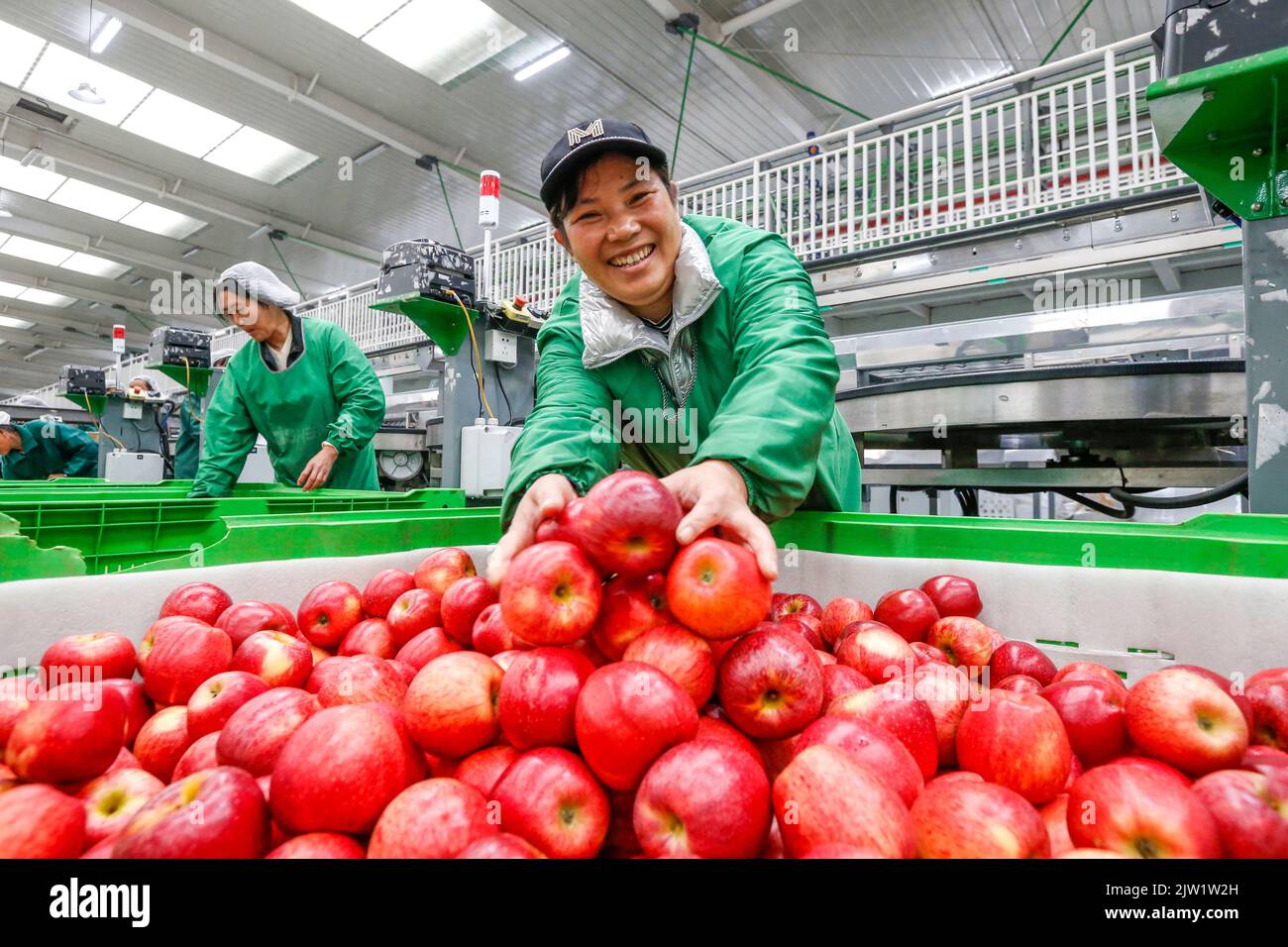 WEINING, CHINA - SEPTEMBER 2, 2022 - Two trucks load "Weining apples ...