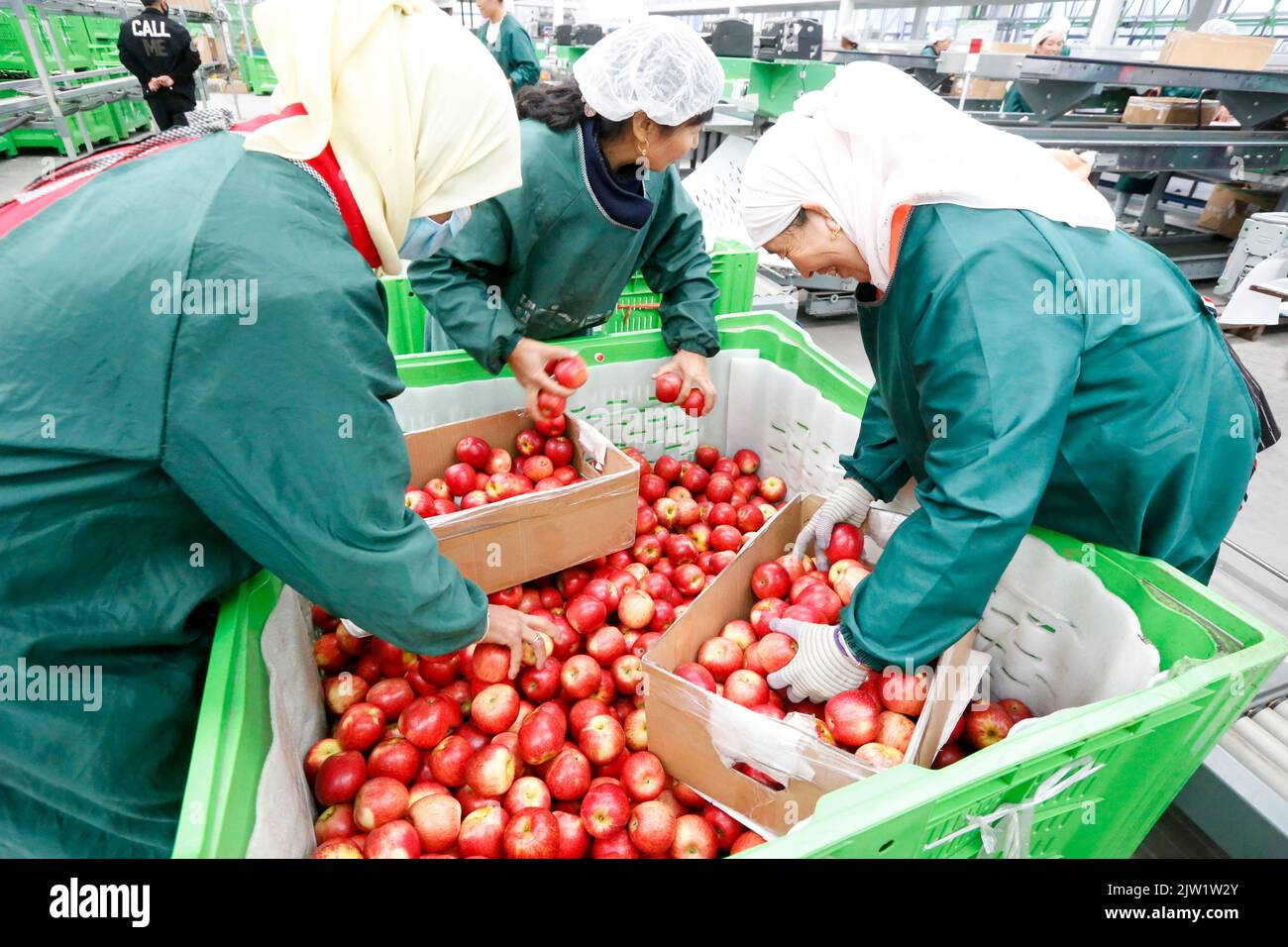 WEINING, CHINA - SEPTEMBER 2, 2022 - Two trucks load "Weining apples ...