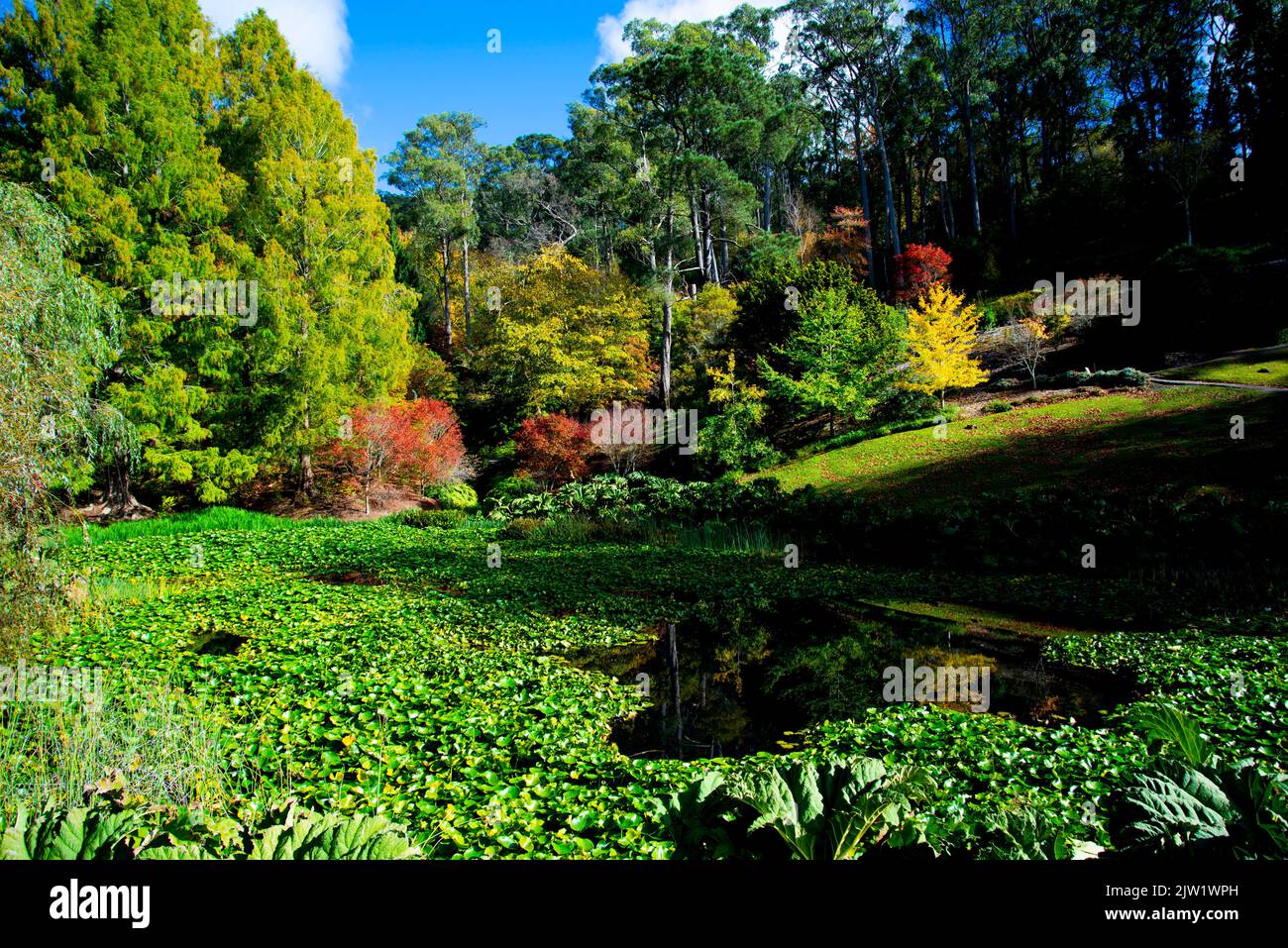 Mount Lofty Botanic Garden - South Australia Stock Photo - Alamy