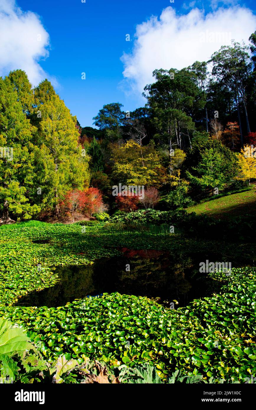 Mount Lofty Botanic Garden - South Australia Stock Photo - Alamy