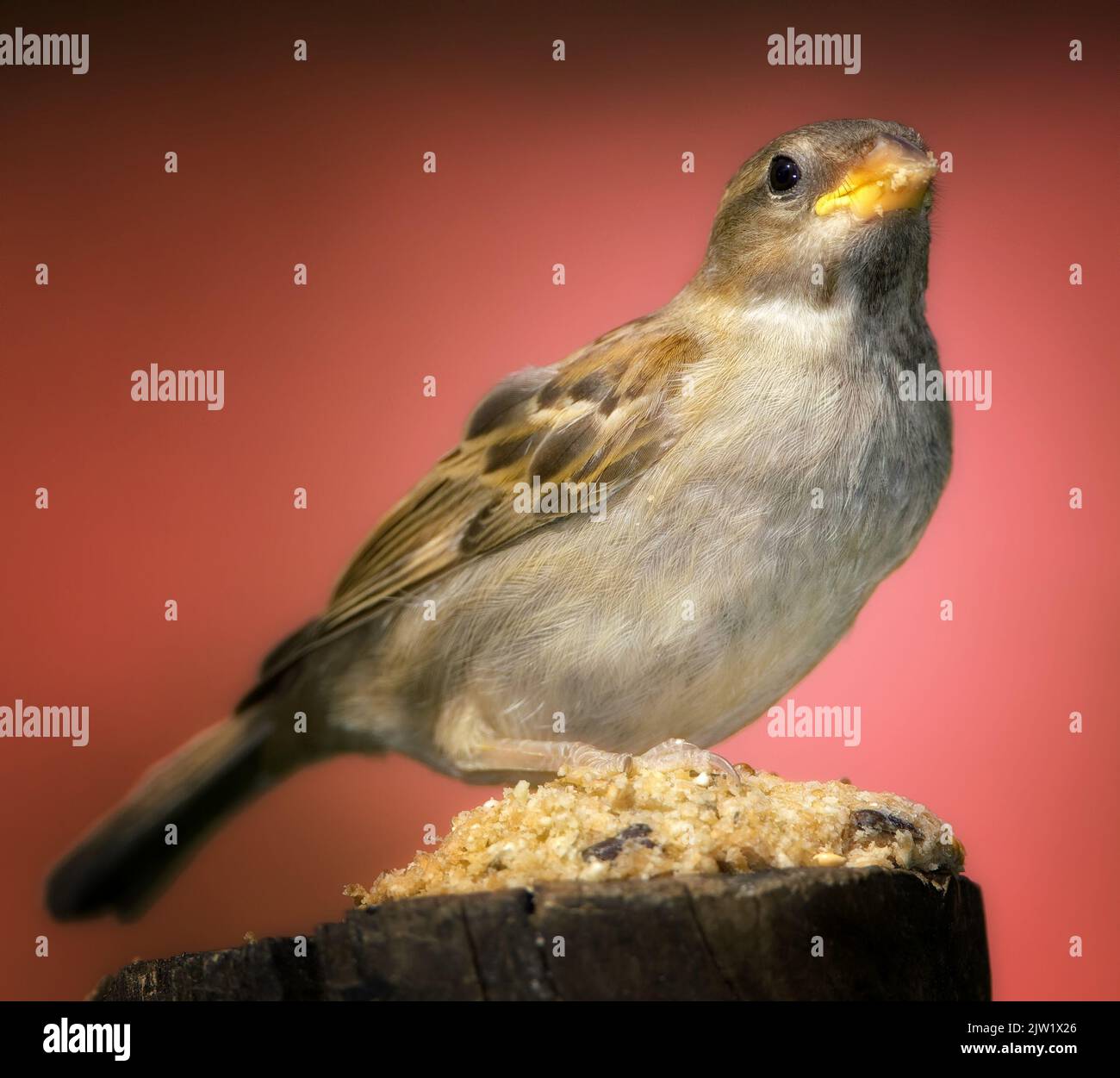 Garden sparrow - photo very sharp and detailed Stock Photo - Alamy