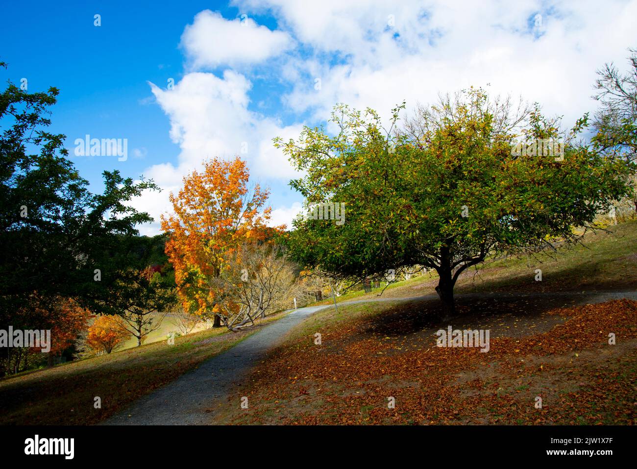 Mount Lofty Botanic Garden - South Australia Stock Photo - Alamy