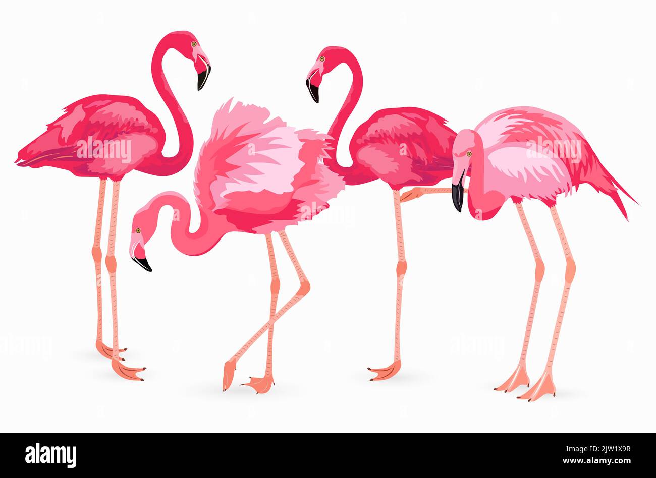 Cute Pink Flamingo collection on white background Stock Vector Image ...