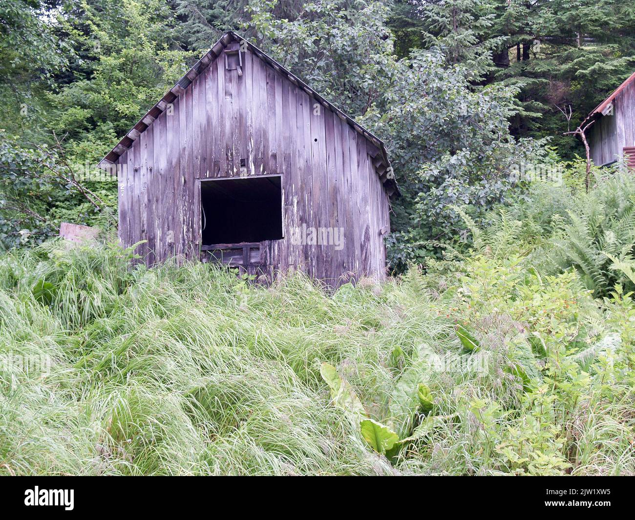 Old rustic wooden shed with opening in overgrown grass and surrounded ...
