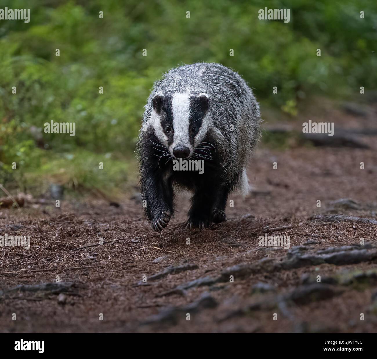 Eurasian Badger in the forest. Bohemian-Moravian highlands Stock Photo ...