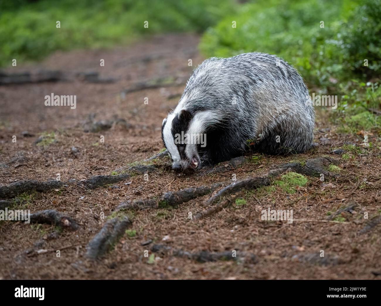 Eurasian Badger in the forest. Bohemian-Moravian highlands Stock Photo ...