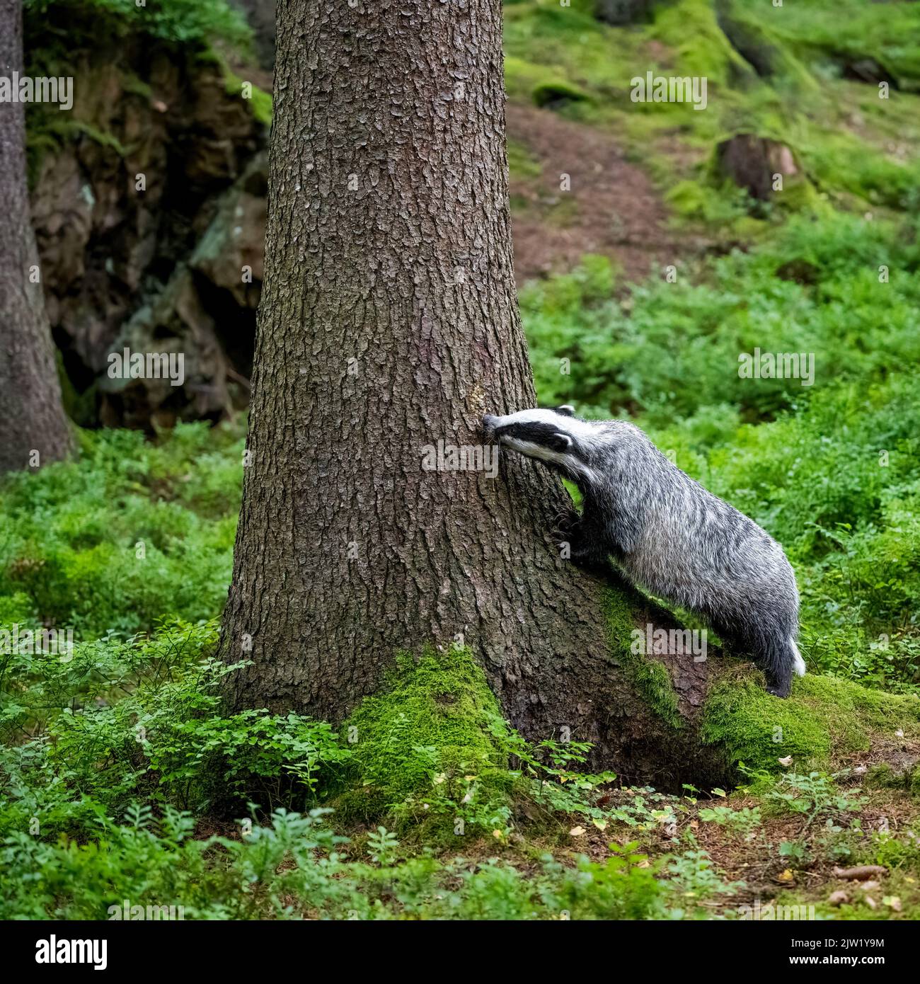 Eurasian Badger in the forest. Bohemian-Moravian highlands Stock Photo ...