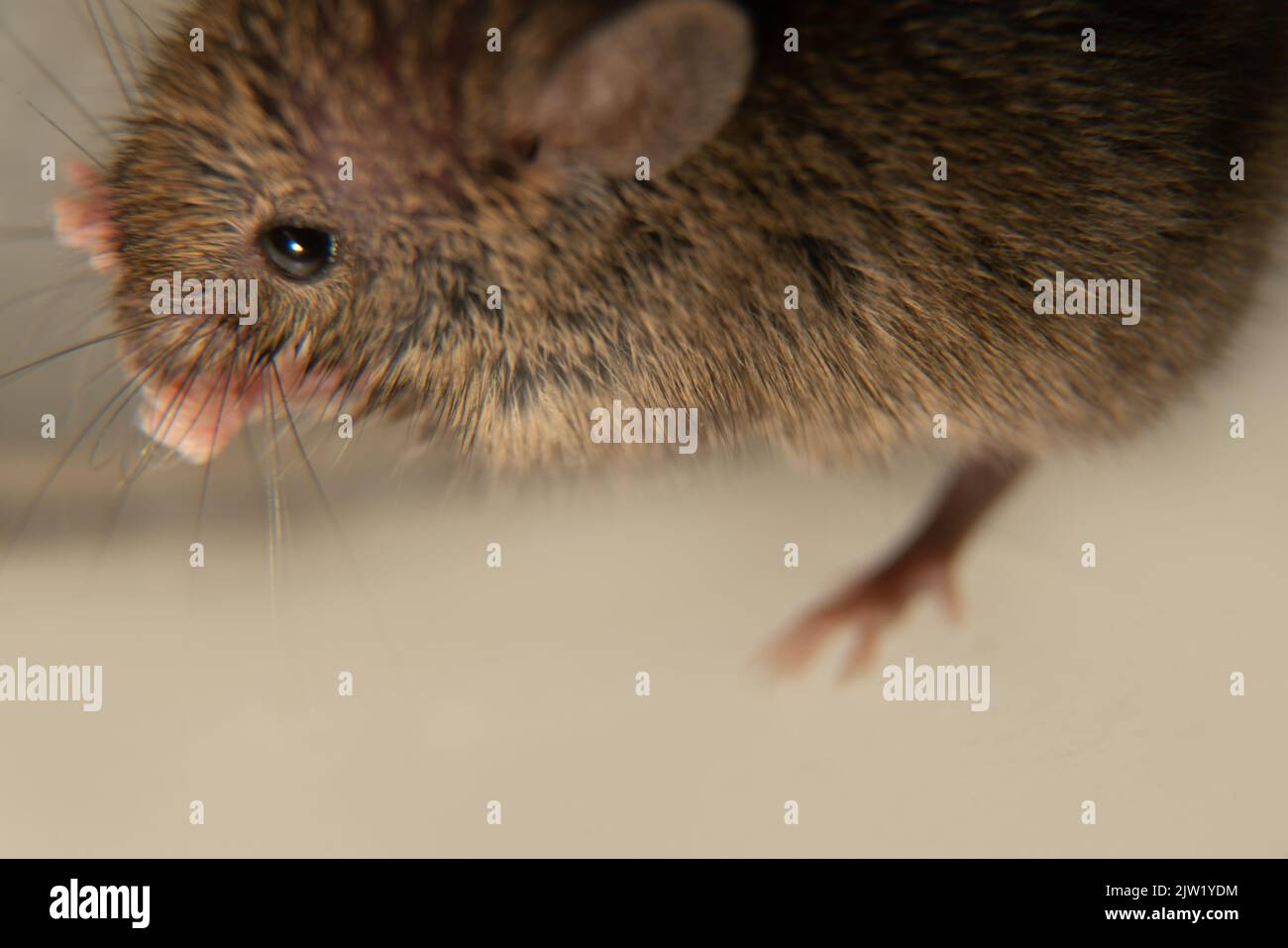 Swiss mice mus musculus hi-res stock photography and images - Alamy