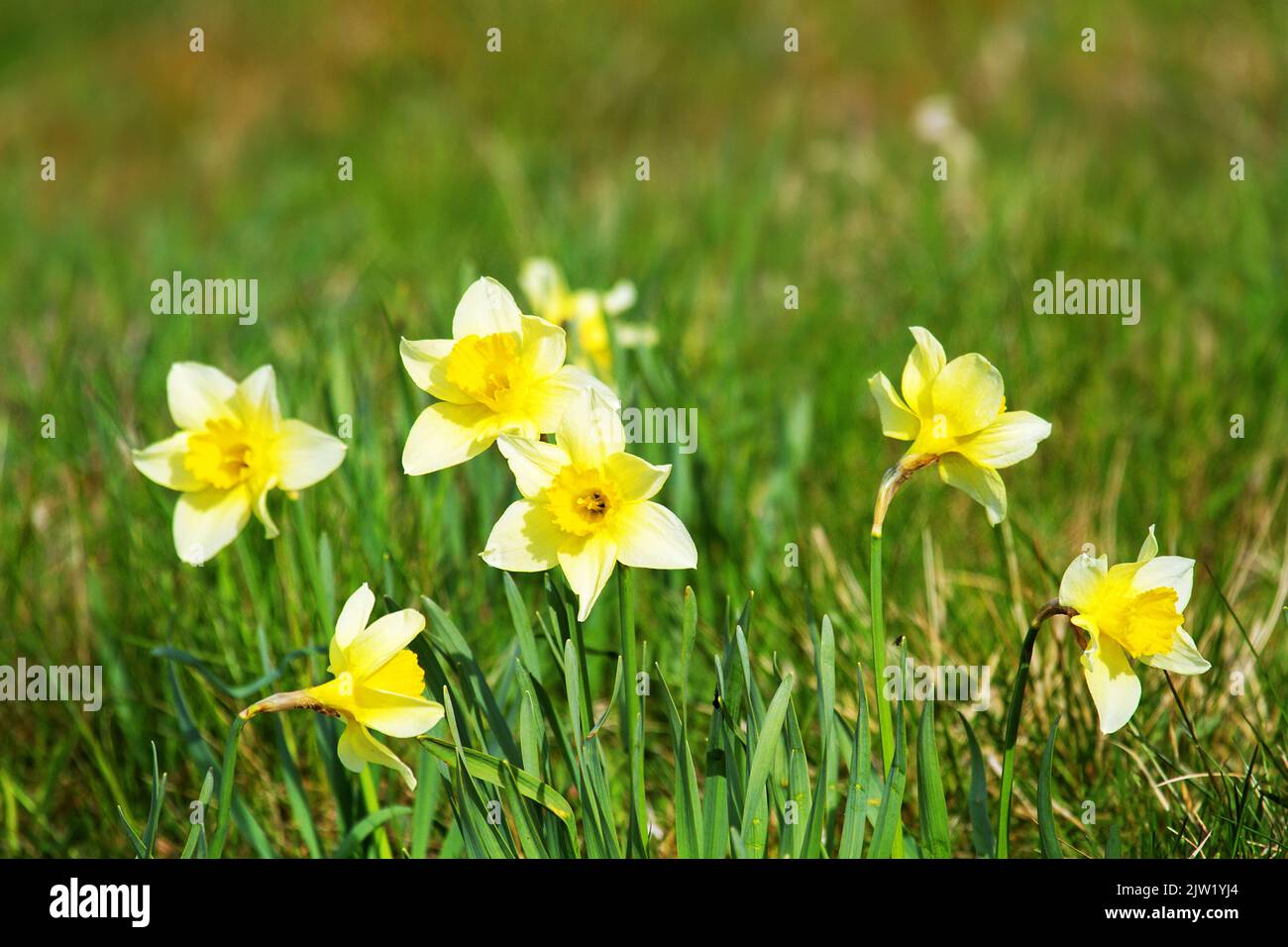 Daffodils, asphodel bloom in a spring meadow Stock Photo - Alamy