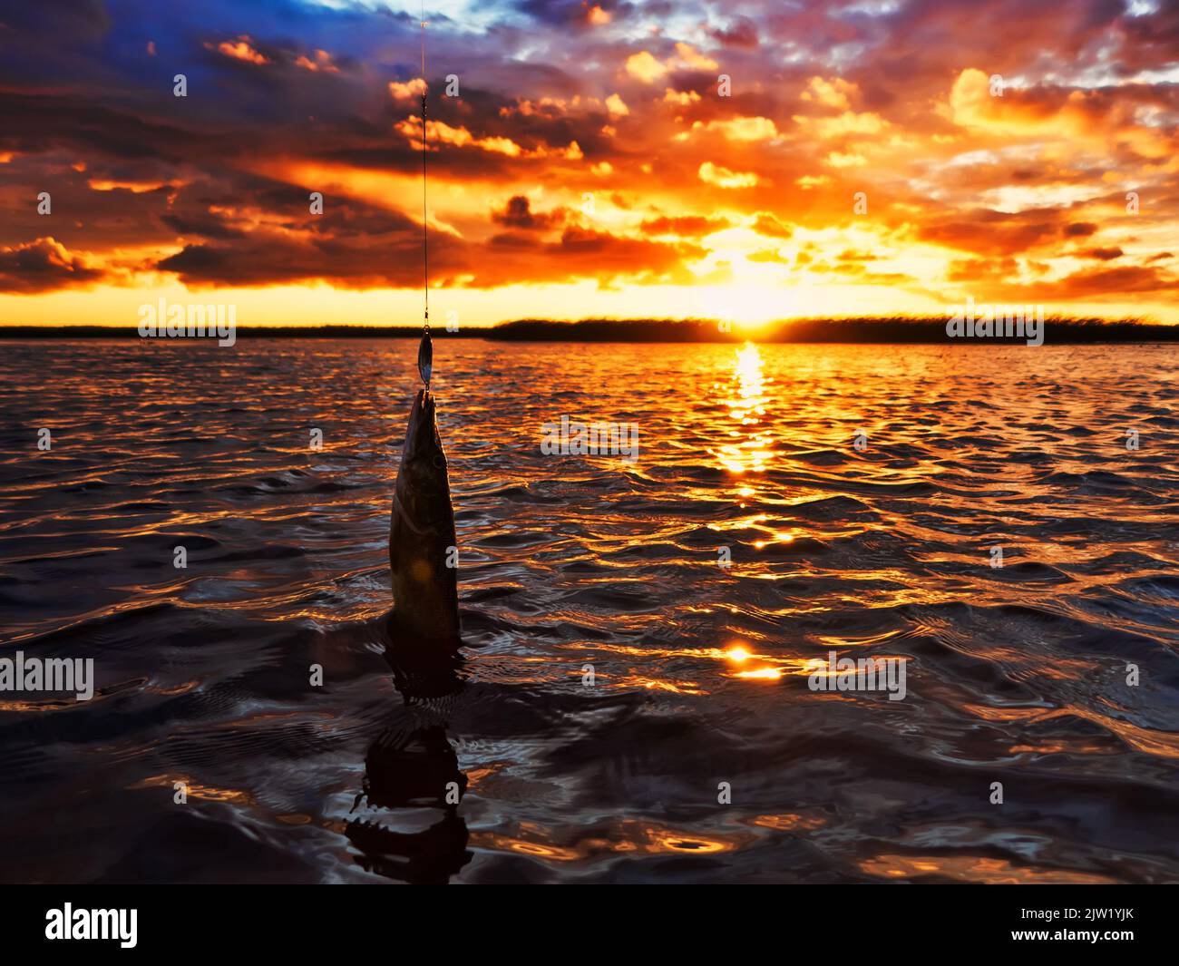 Fishing at sunset. Catching predatory fish on spinning. Sunset colors ...