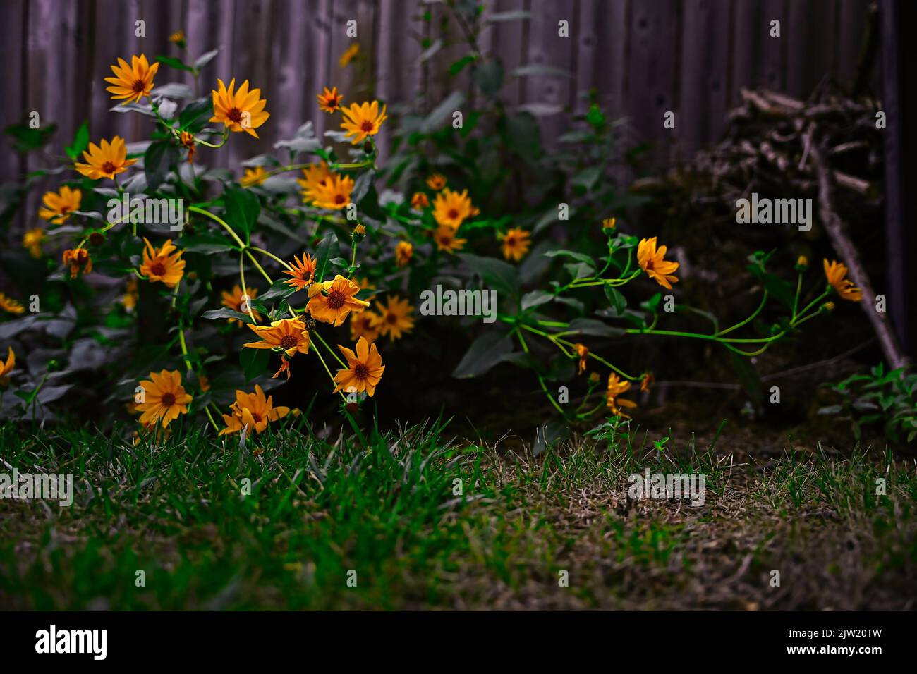 In the heart of my garden, a splash of vibrant yellow flowers dance ...