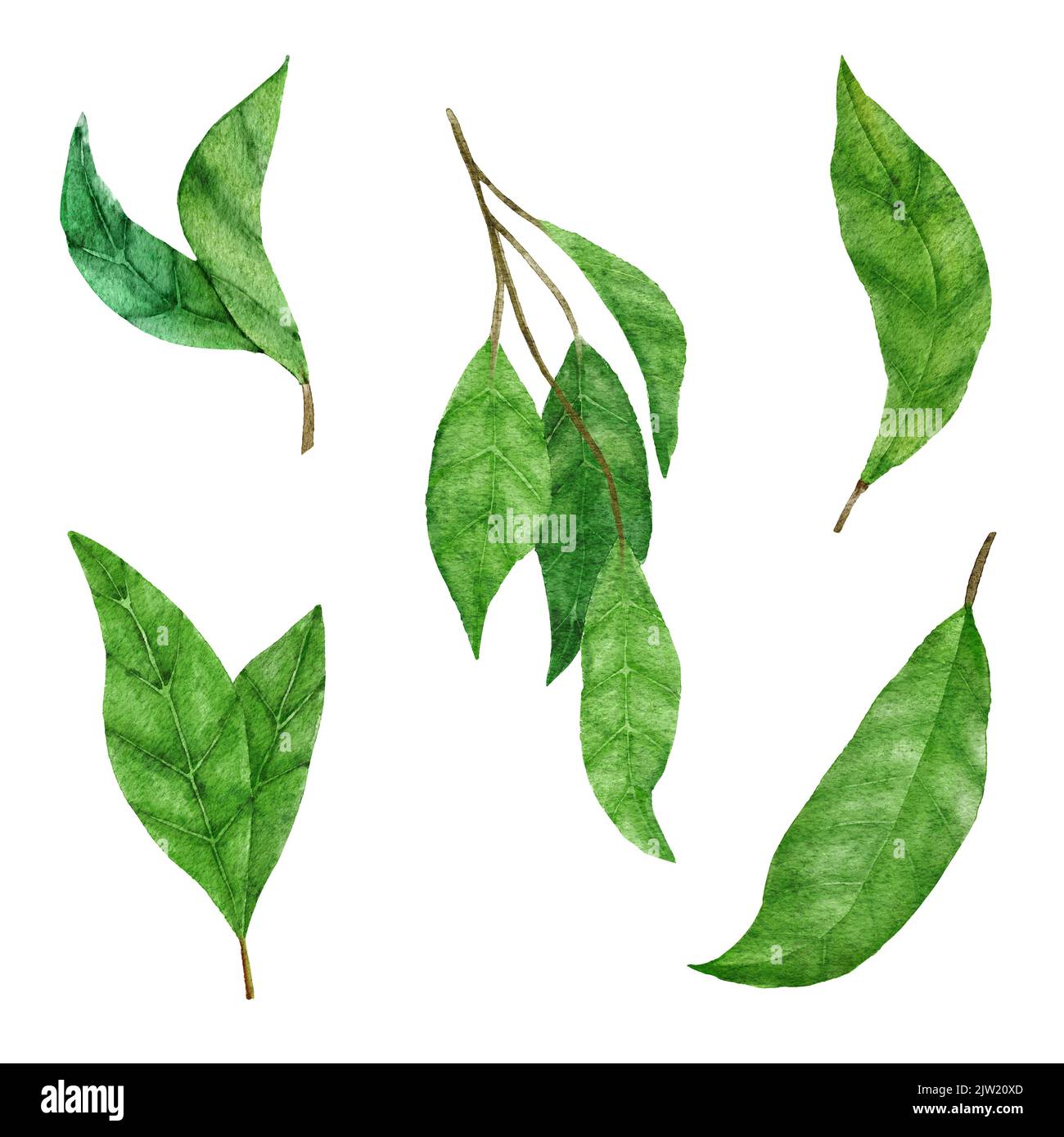 Hand drawn watercolor illustration of green leaves. Citrus lemon leaf ...
