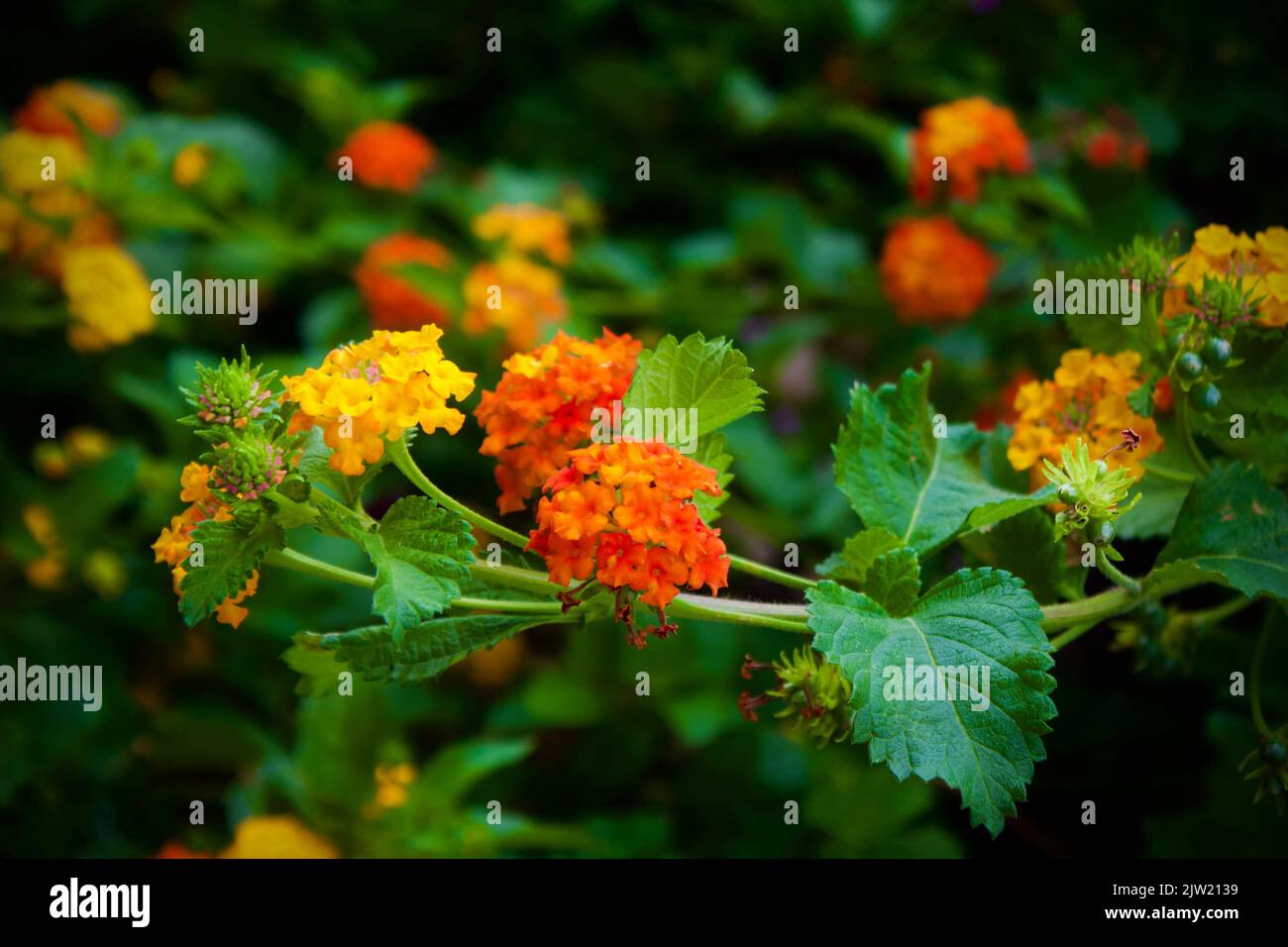 Close up of “Dallas Red” Lantana Blooms Stock Photo - Alamy
