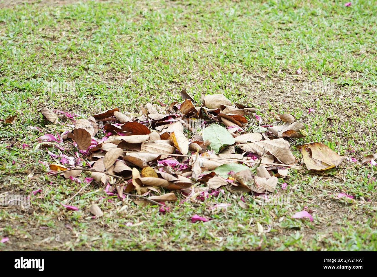 dried leaves, organic waste in the park Stock Photo - Alamy