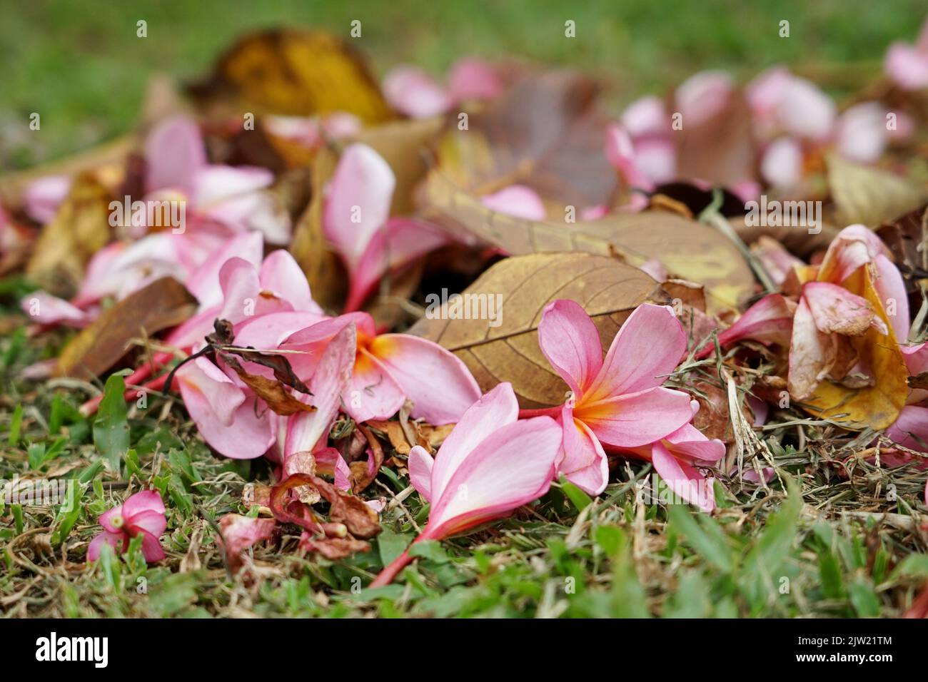 dried leaves and flowers, organic waste in the park Stock Photo - Alamy