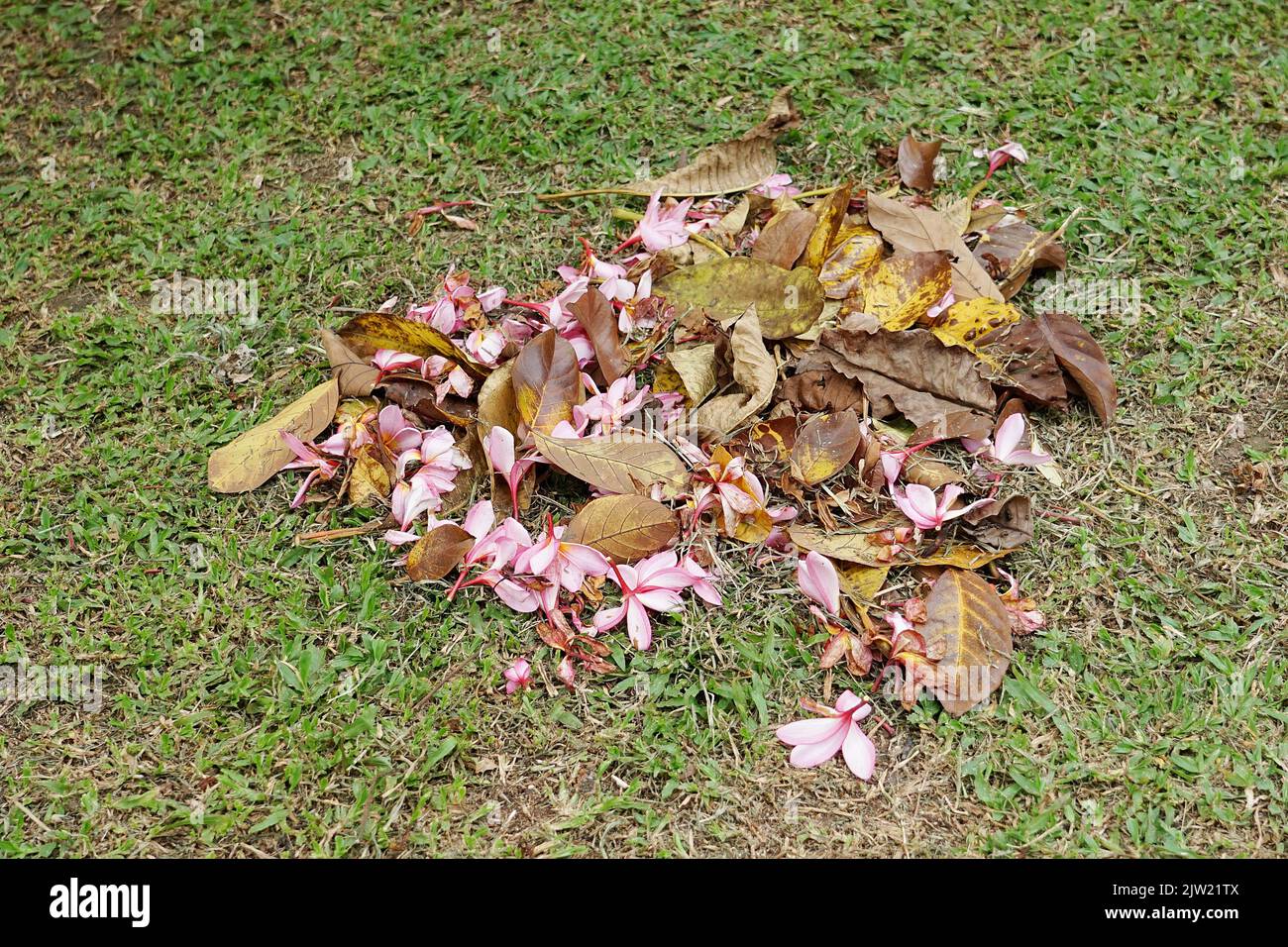 dried leaves and flowers, organic waste in the park Stock Photo - Alamy