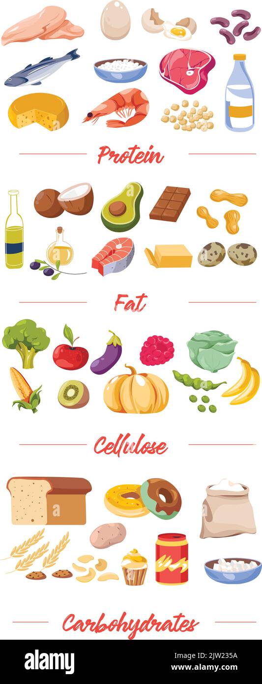 Food by type, proteins and fat, cellulose vector Stock Vector Image ...