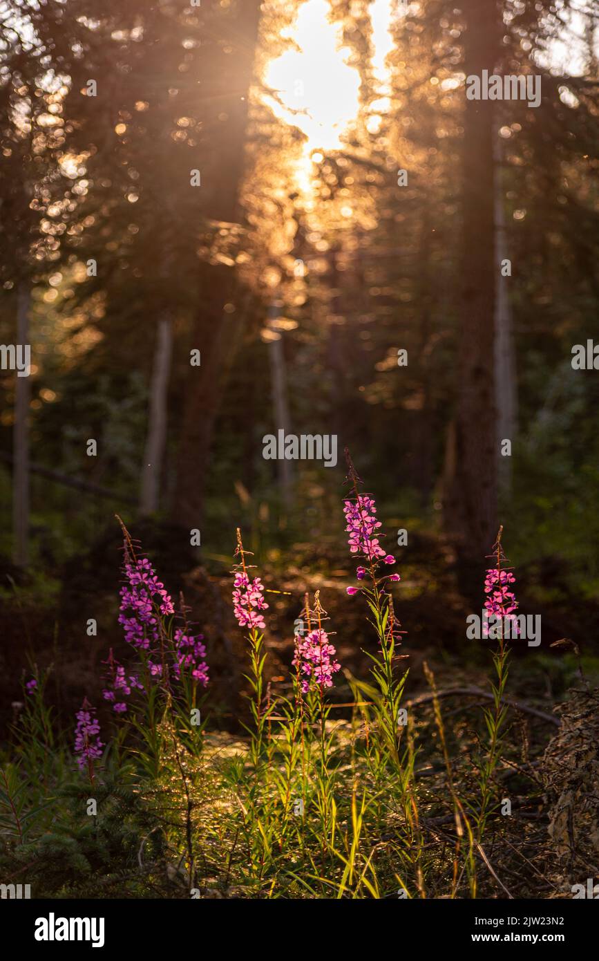 Sun shining bright on wild FIreweed flowers in boreal forest of Yukon ...