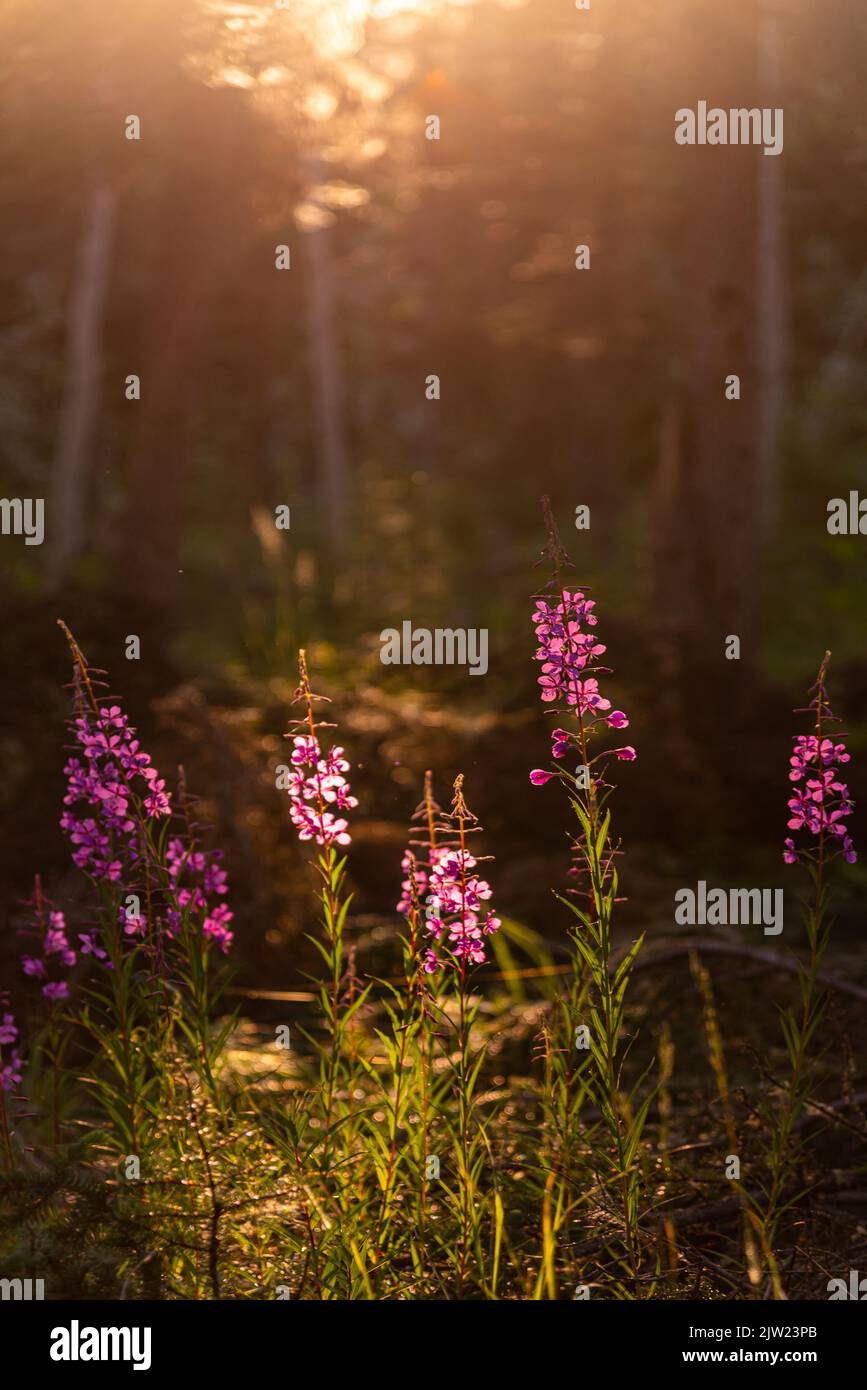 Sun shining bright on wild FIreweed flowers in boreal forest of Yukon ...