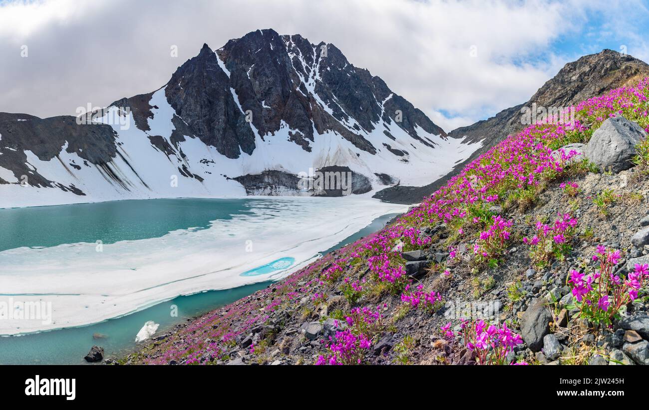 Stunning summertime views in Yukon Territory with bright pink dwarf ...