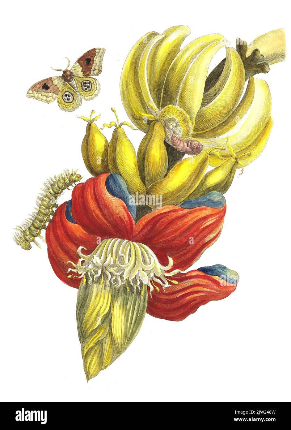 Maria Sibylla Merian - Banana - 1705 Stock Photo - Alamy