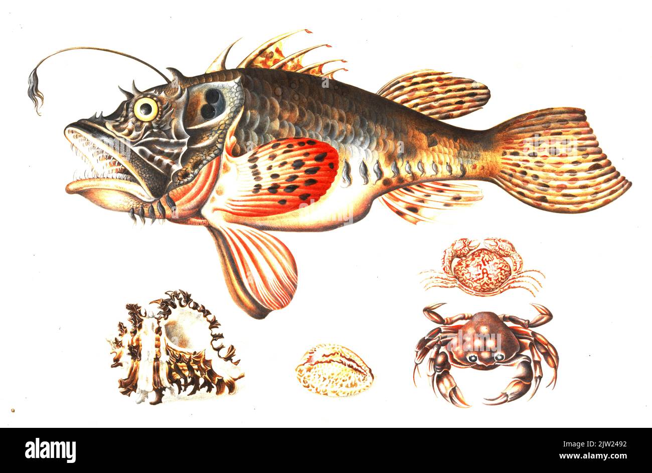 Maria Sibylla Merian - Deep Sea Fish, Crabs and Sea Snails - before ...