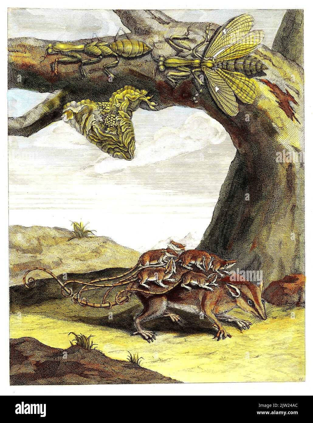 Maria Sibylla Merian - Forest Rat - 1705 Stock Photo - Alamy