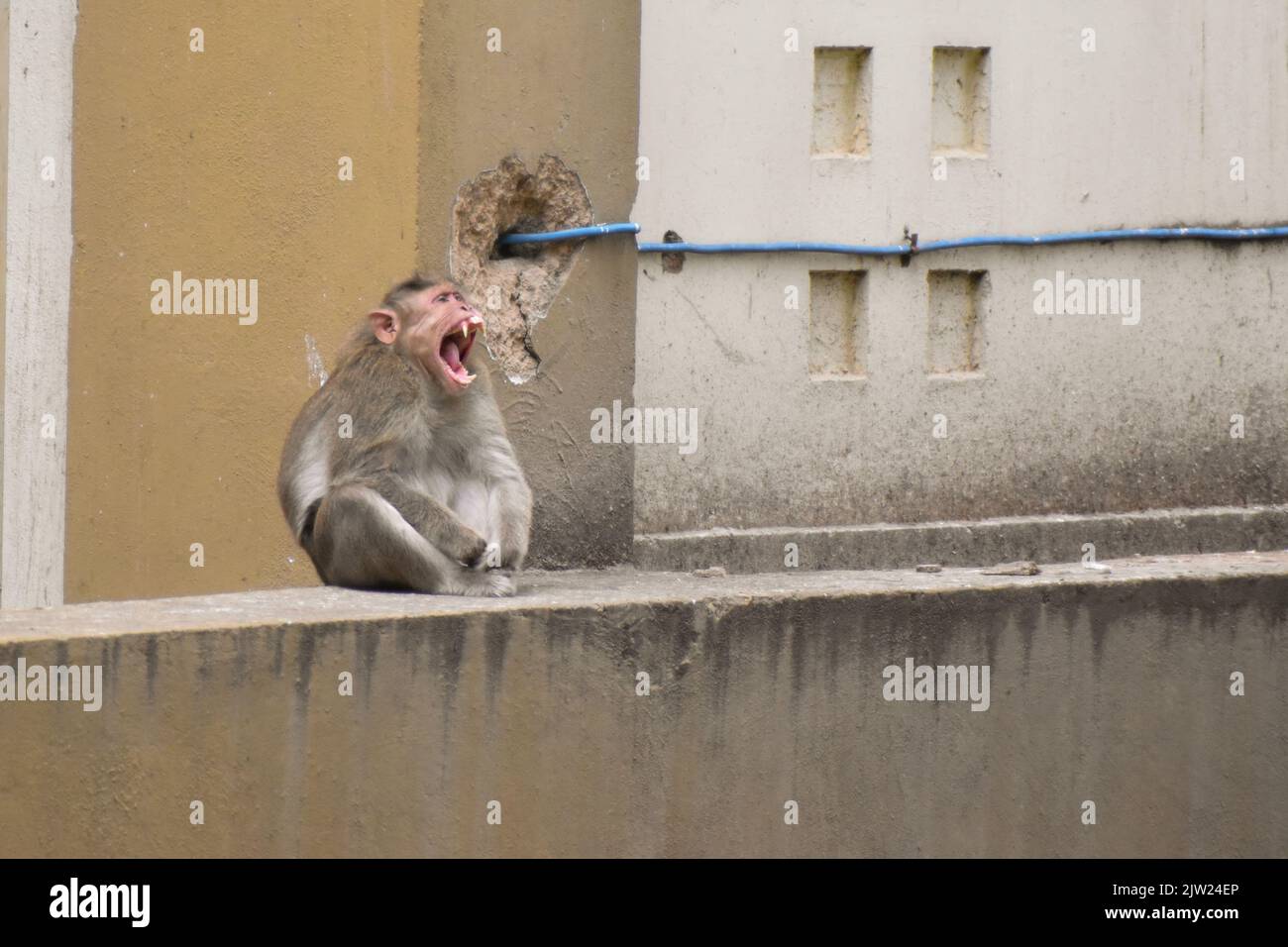 Monkey yawning hi-res stock photography and images - Alamy
