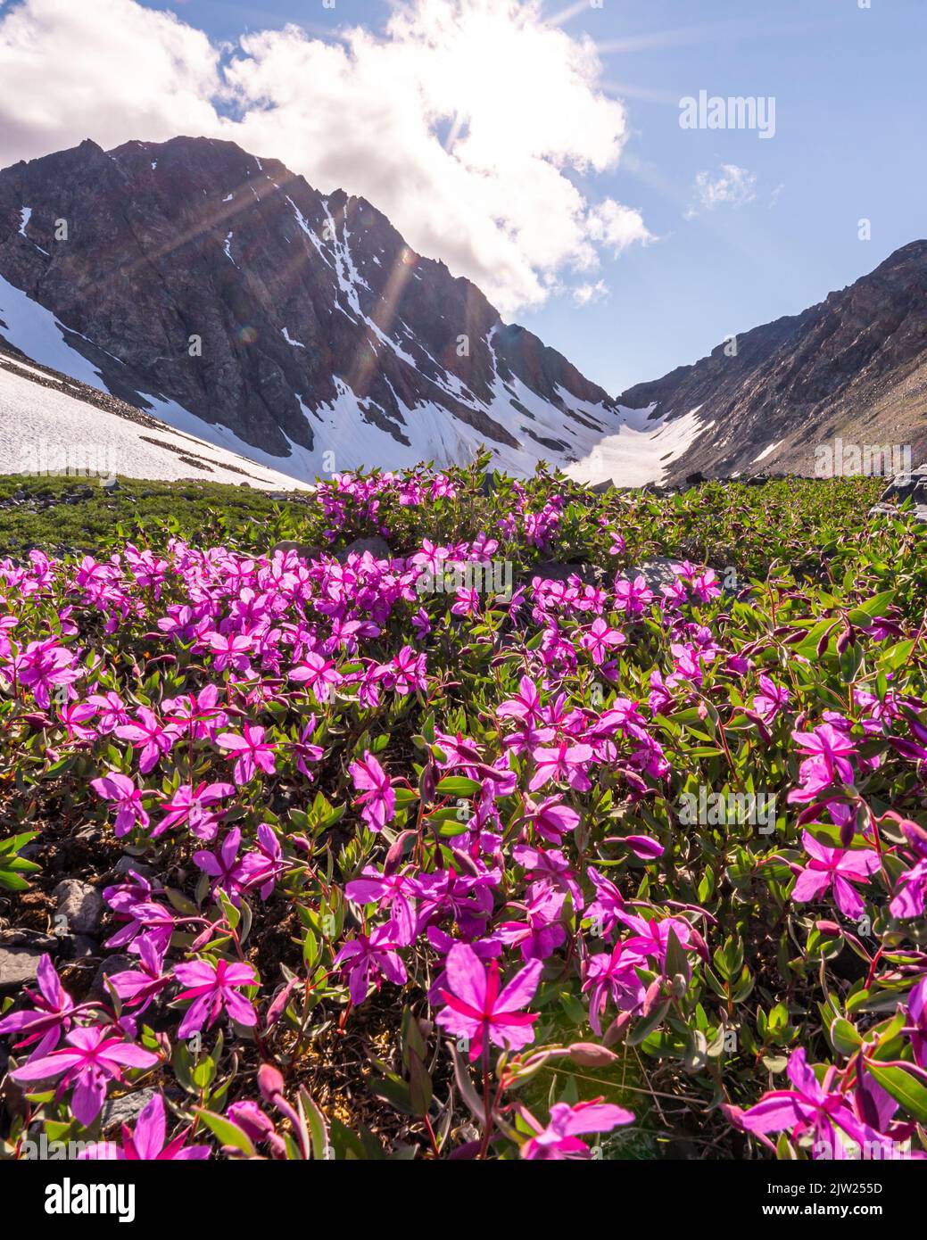 Stunning summertime views in Yukon Territory with bright pink dwarf ...