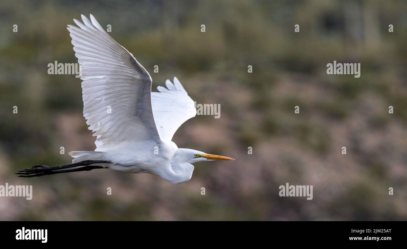 A white egret with long legs flying in the air in a forest in a blurred ...