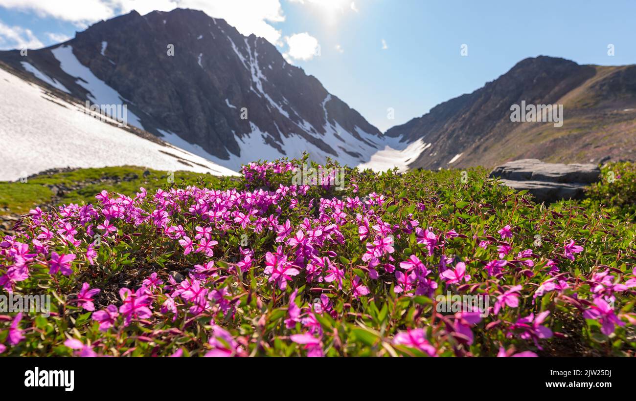Stunning summertime views in Yukon Territory with bright pink dwarf ...